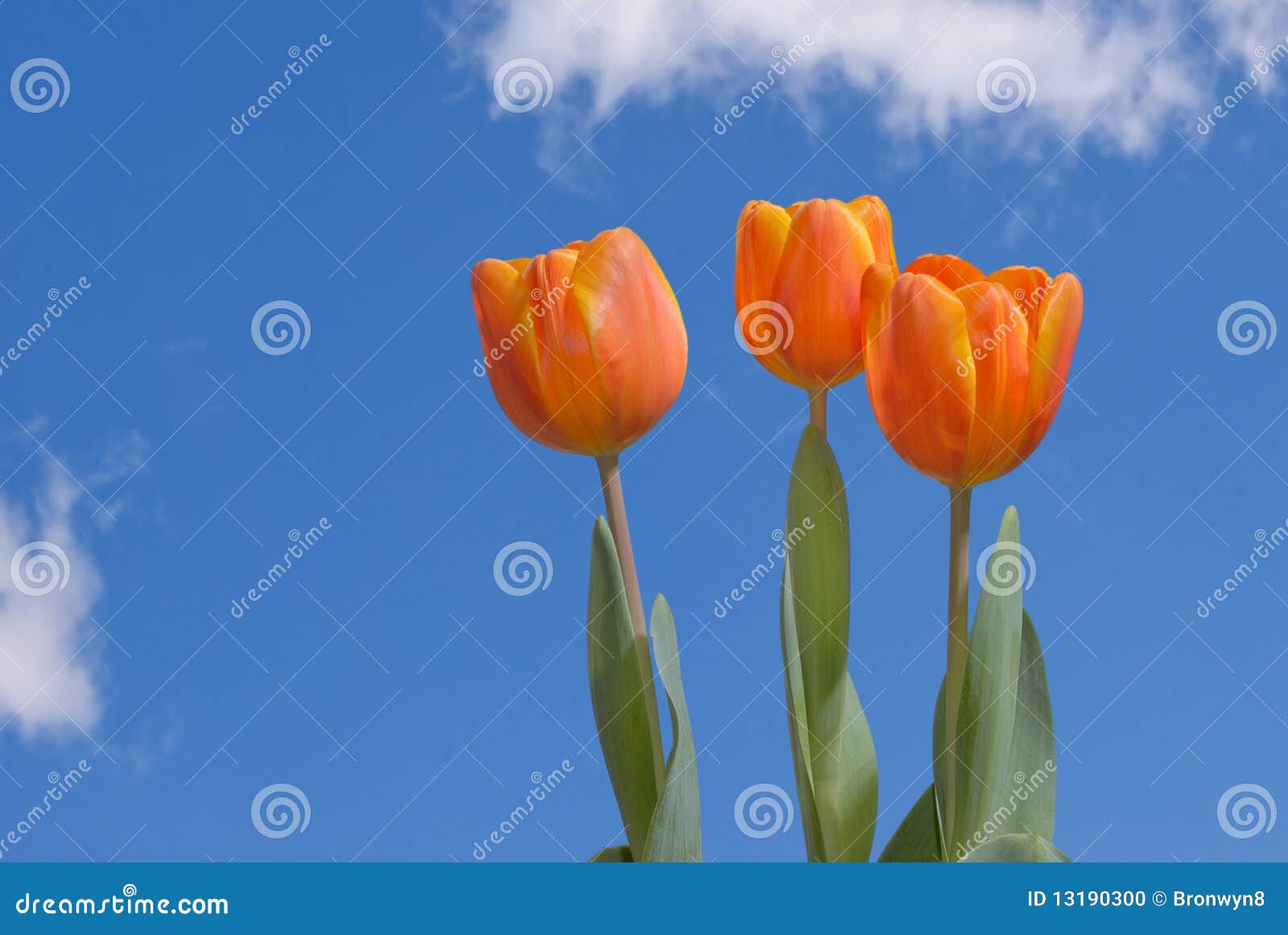 Three Tulips stock photo. Image of blue, perennial, colorful - 13190300