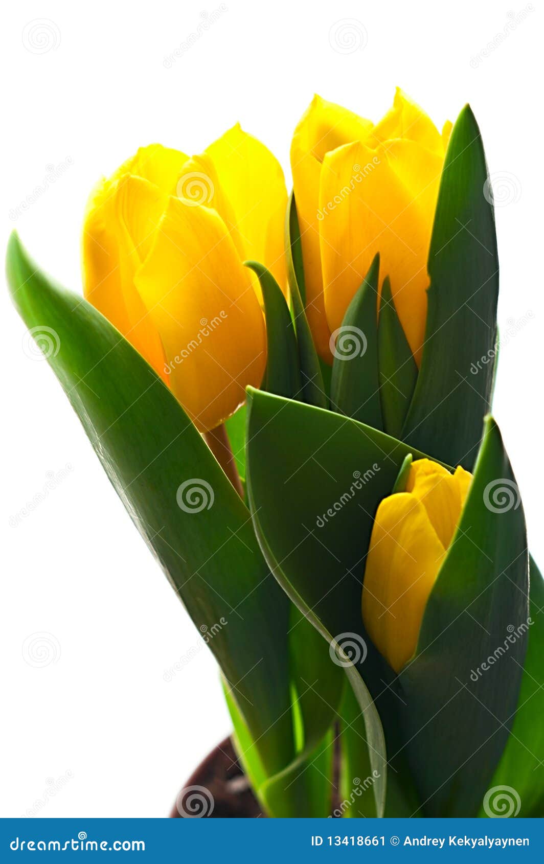Three tulips stock image. Image of abundance, group, arrangement - 13418661