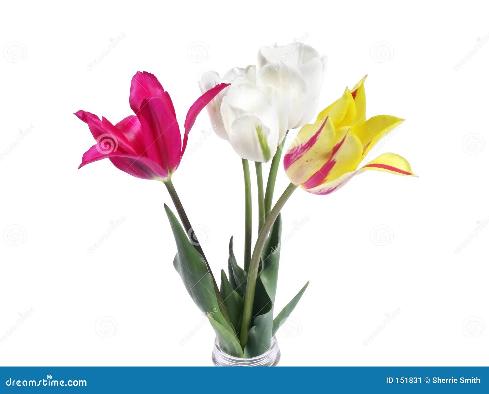 Three tulips stock image. Image of tulips, stripes, white - 151831