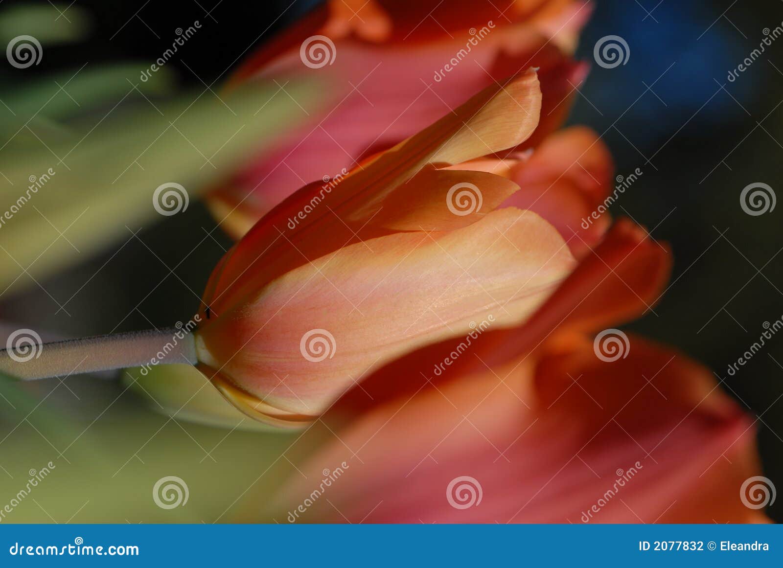 Three Tulips stock photo. Image of nature, bloom, contour - 2077832