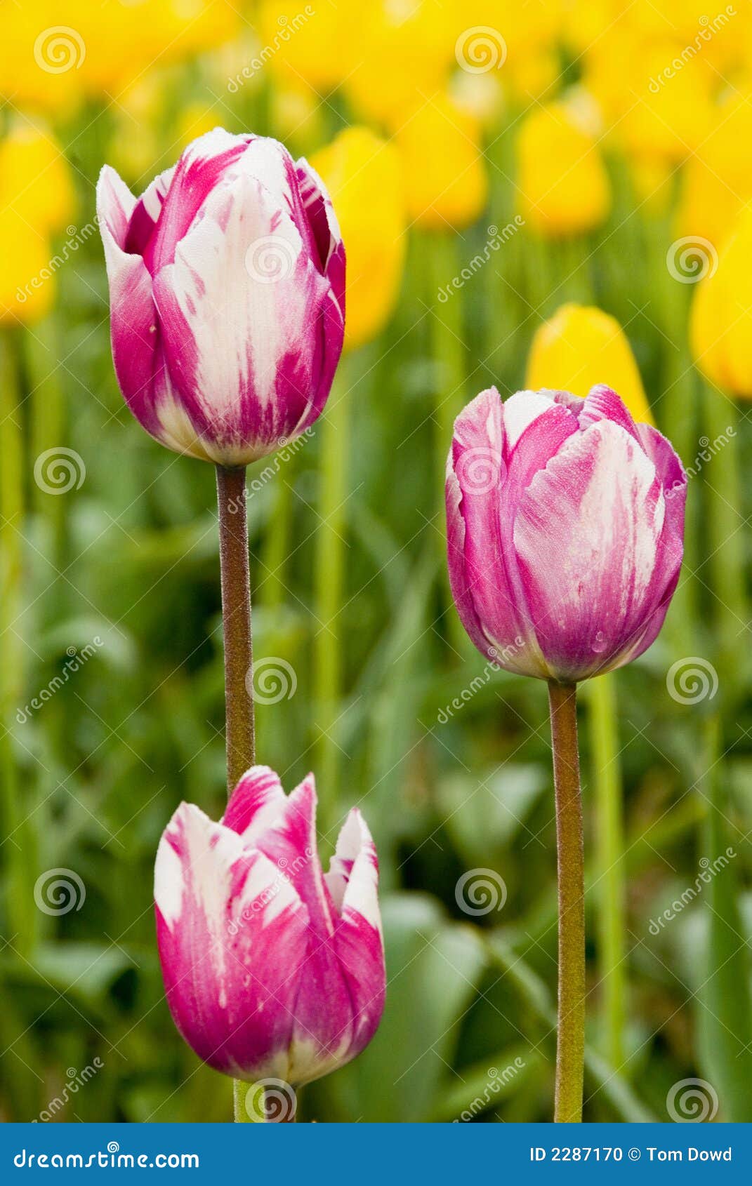Three Tulips stock photo. Image of fields, farm, purple - 2287170