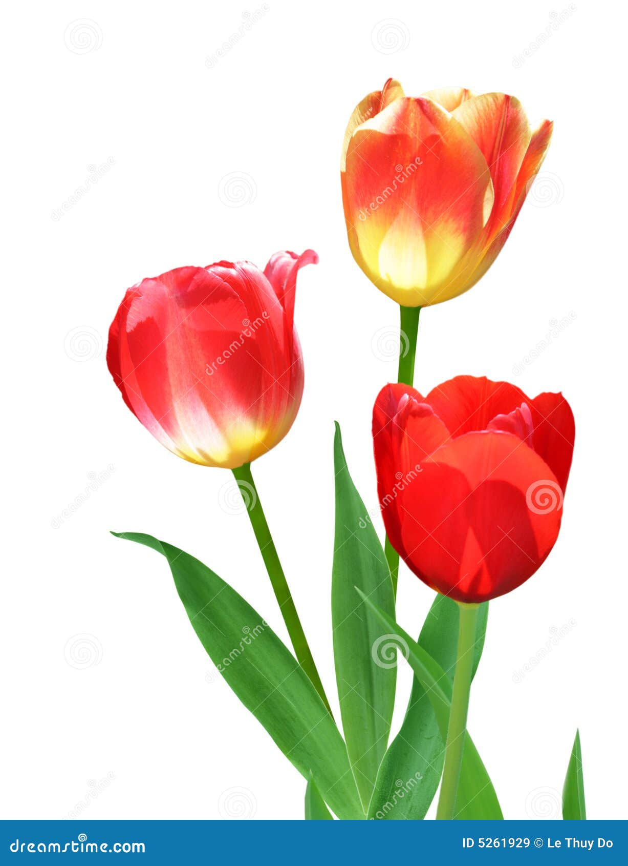 Three Tulips stock image. Image of seasonal, spring, beautiful - 5261929