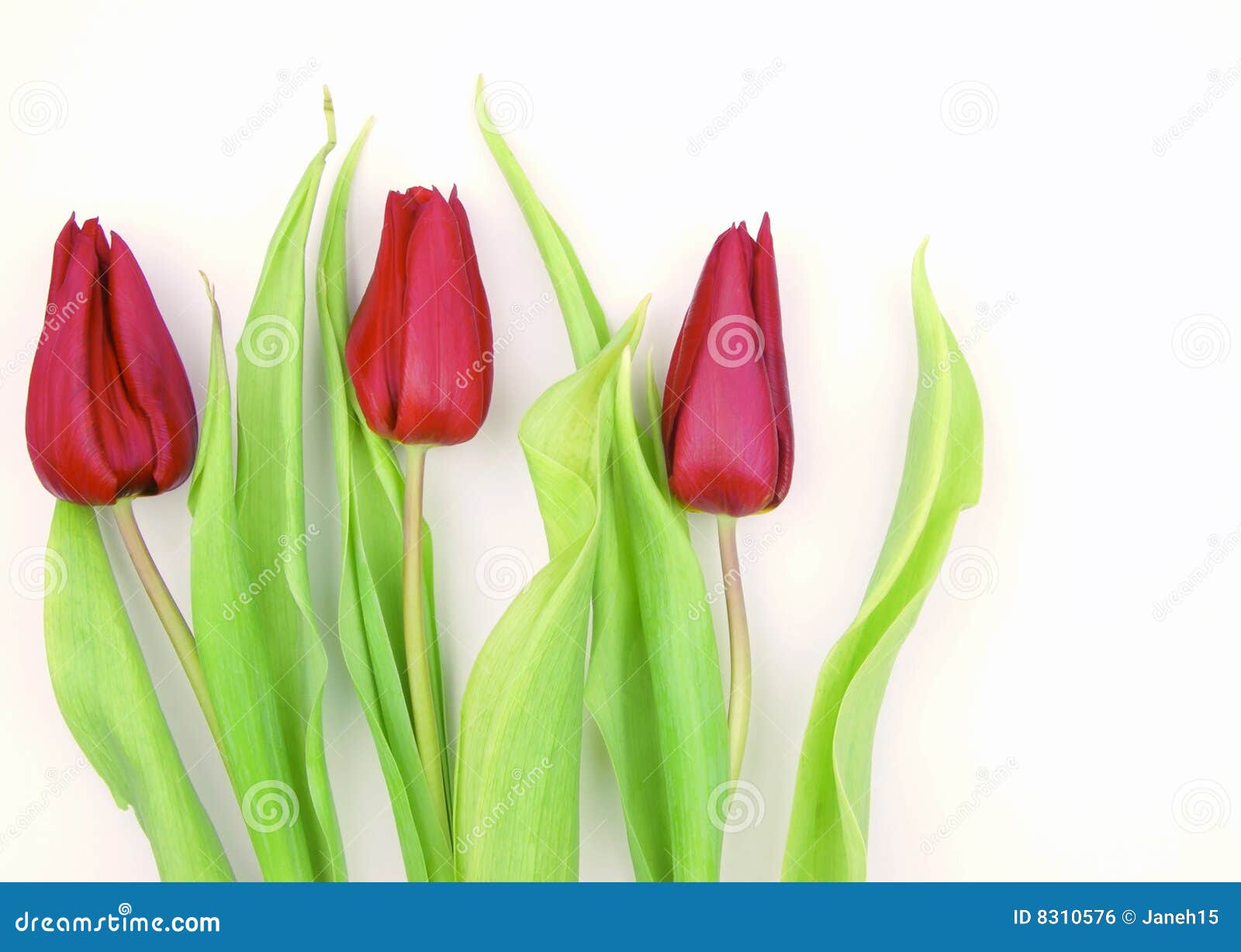 Three tulips stock photo. Image of arrangement, colorful - 8310576