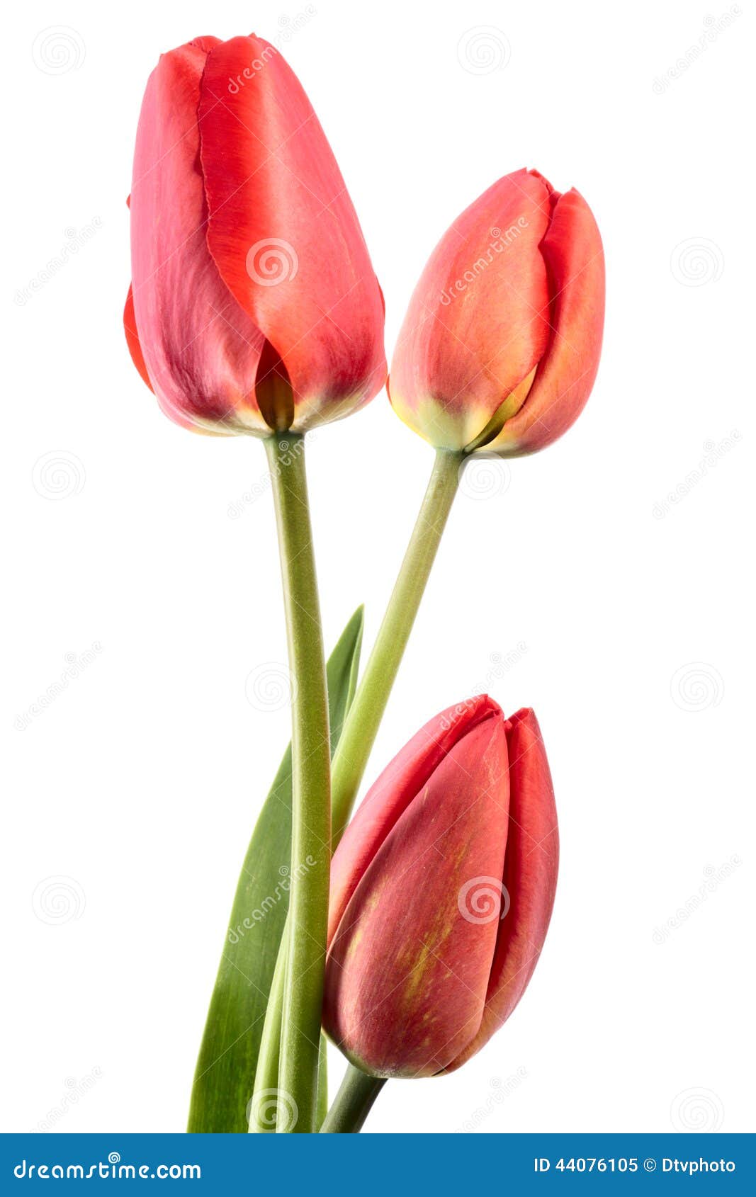 Three tulips stock image. Image of lovely, nature, bloom - 44076105
