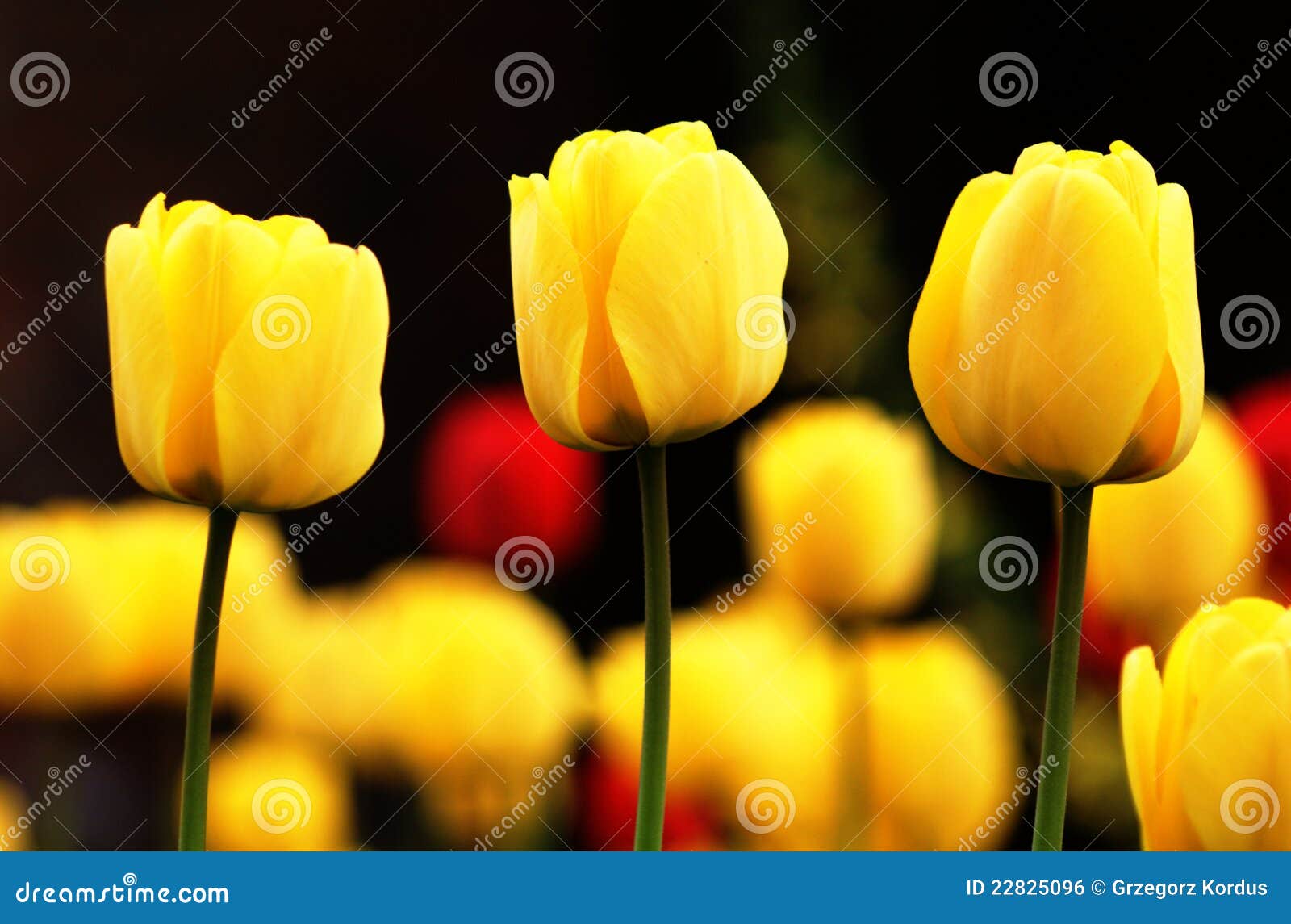 Three tulips in garden stock photo. Image of natural - 22825096