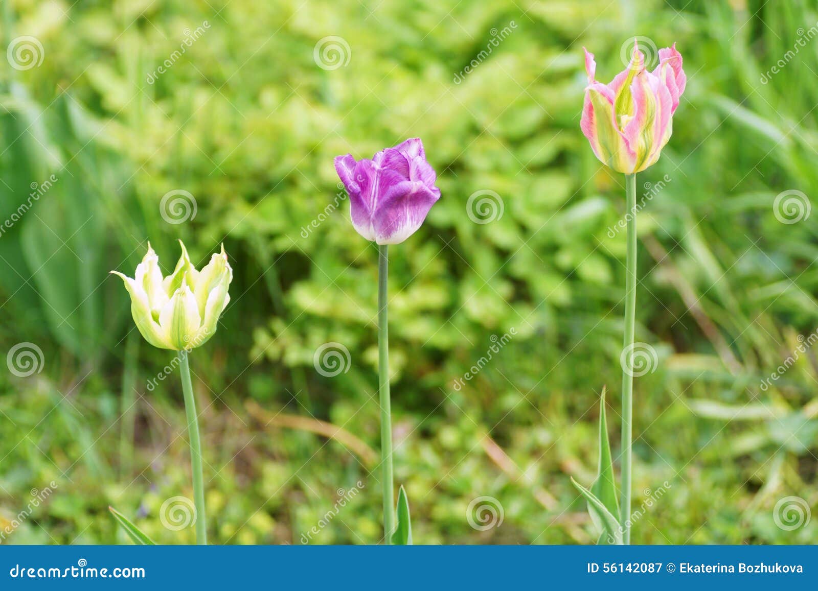 Three Tulips in the Garden. Stock Image - Image of plants, single: 56142087