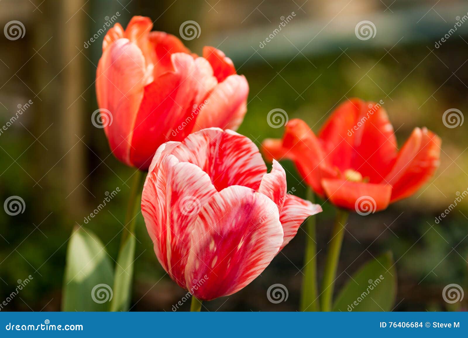 Three Tulips stock photo. Image of tulips, blooming, spring - 76406684