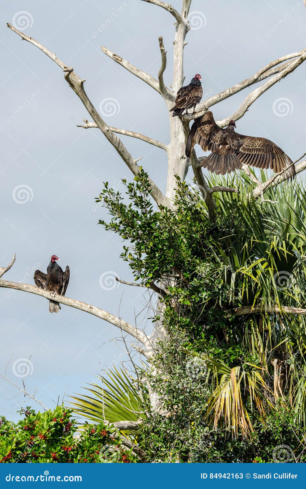 Two Buzzards On An Old Tree Stock Photography | CartoonDealer.com #29739326