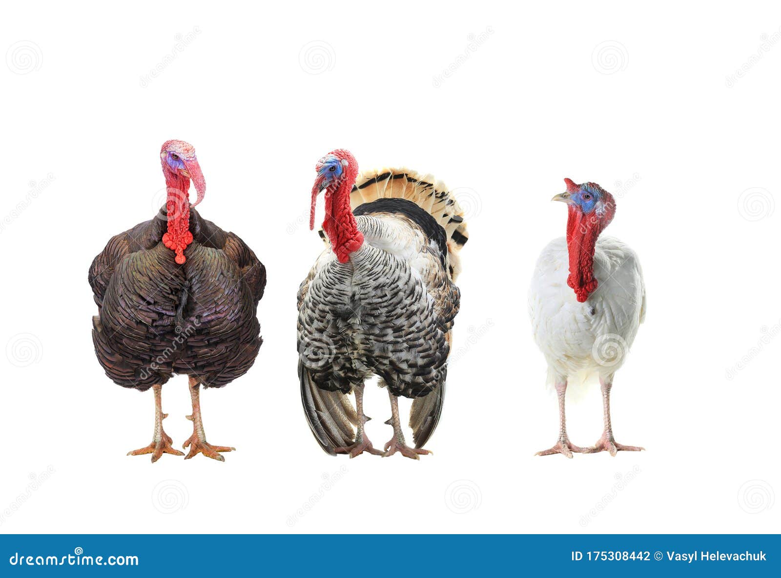 Three Turkey Isolated on a White Stock Photo - Image of tail, male ...