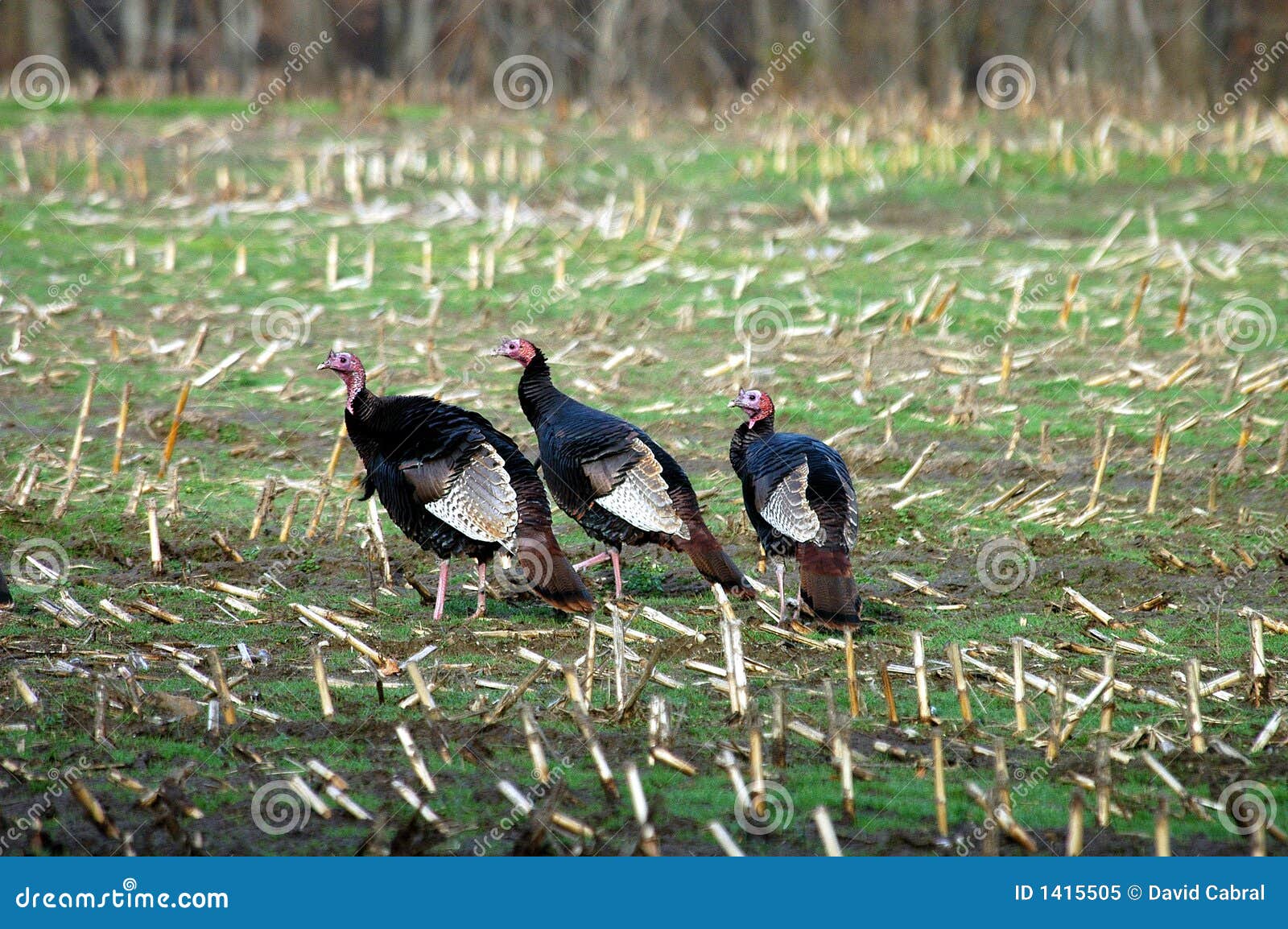 Three Turkeys stock image. Image of gobbler, birds, wildlife - 1415505