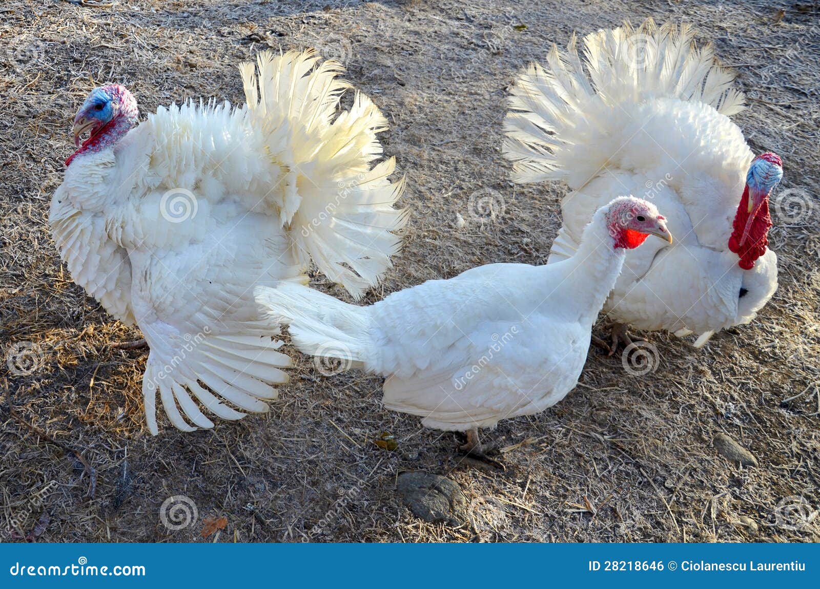 Three turkeys stock photo. Image of beak, nature, winter - 28218646