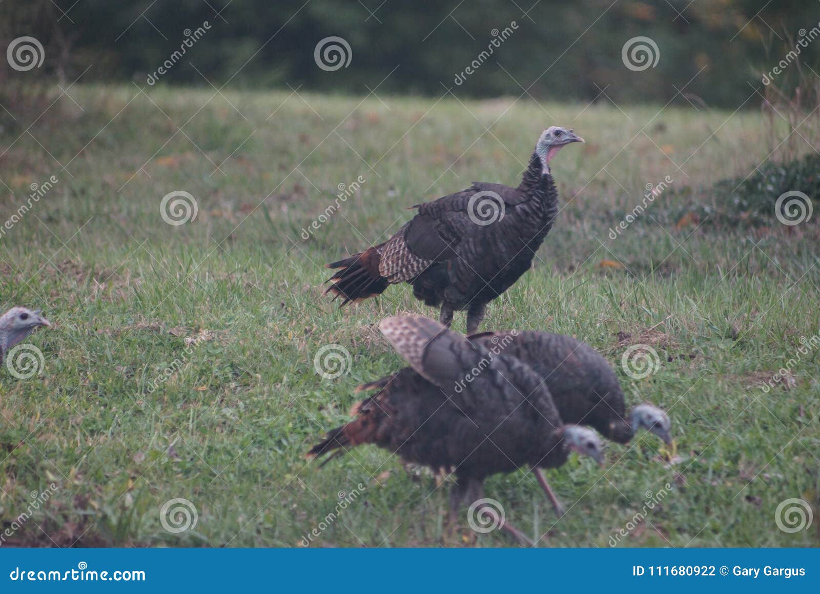 Three Turkeys Grazing in Yard Stock Photo - Image of three, foul: 111680922