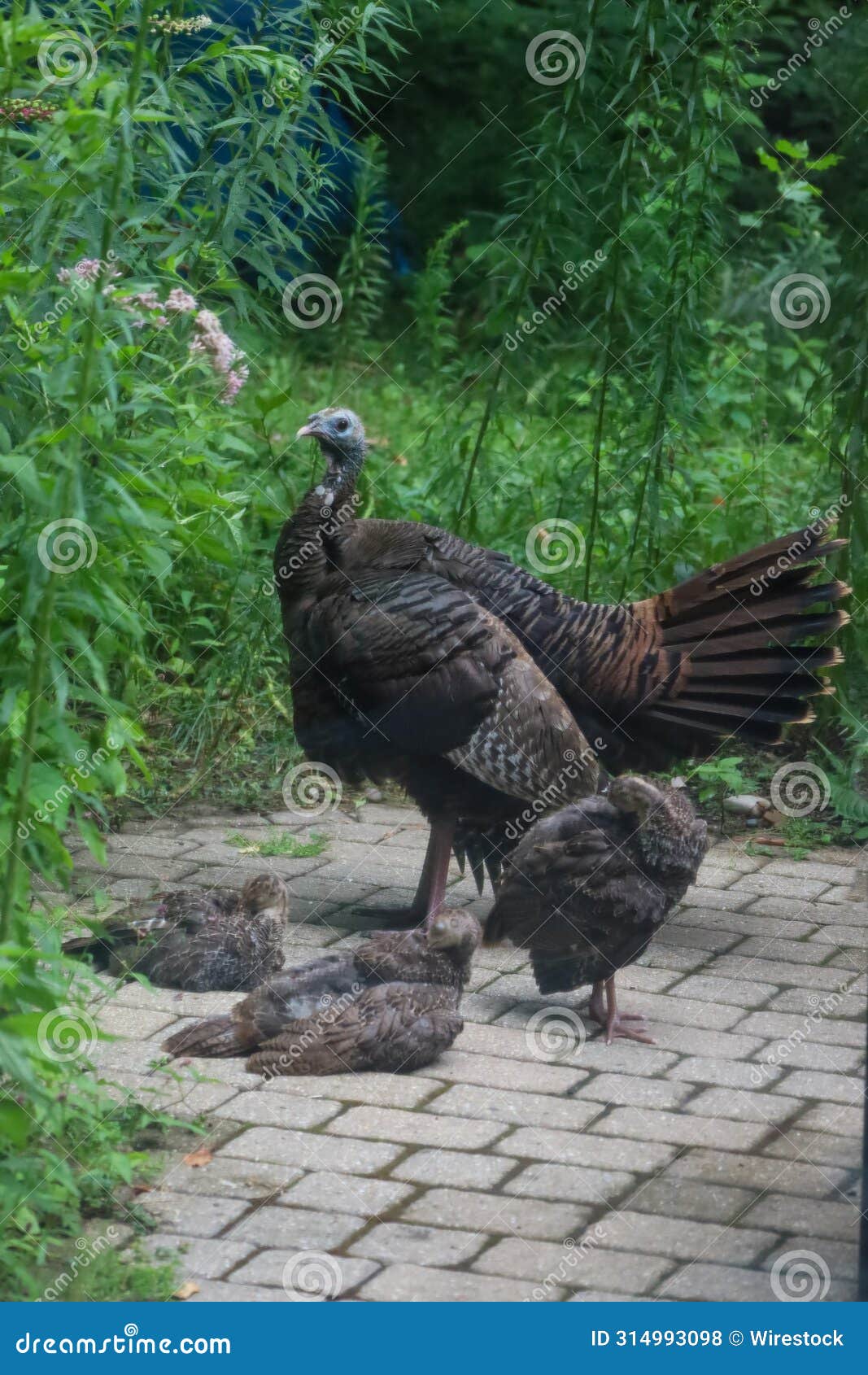 Turkeys Standing Side By Side In A Village Courtyard Royalty-Free Stock ...