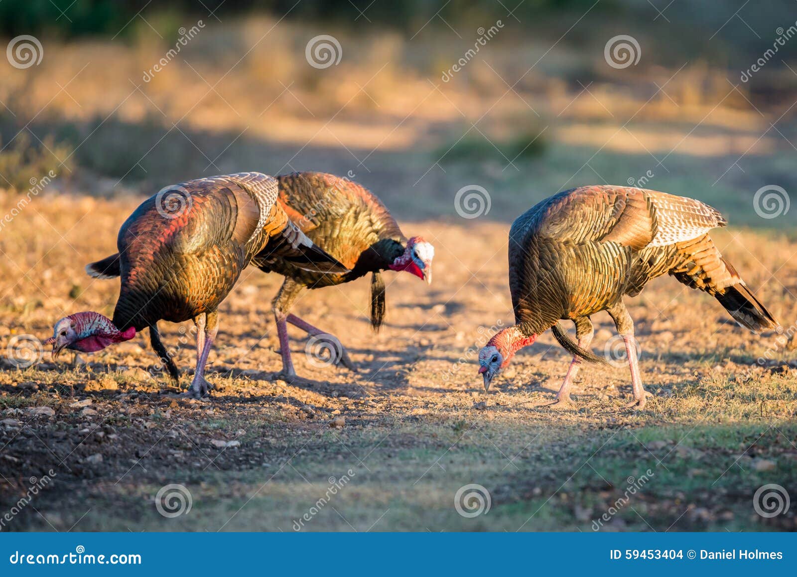 Three Turkeys stock photo. Image of outdoors, animal - 59453404