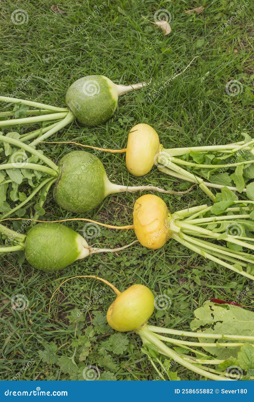 Three Turnips and Three Green Radishes Lie on the Grass Stock Photo ...