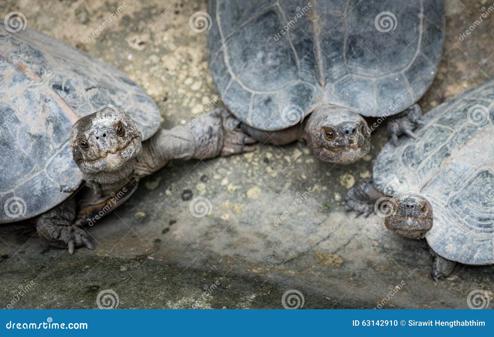 Three Turtle Smile and Happy Stock Photo - Image of summer, slow: 63142910