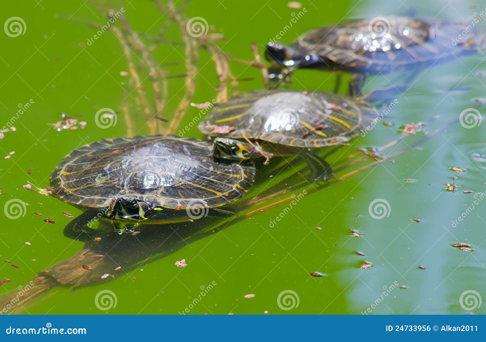 Three turtles stock photo. Image of environment, three - 24733956