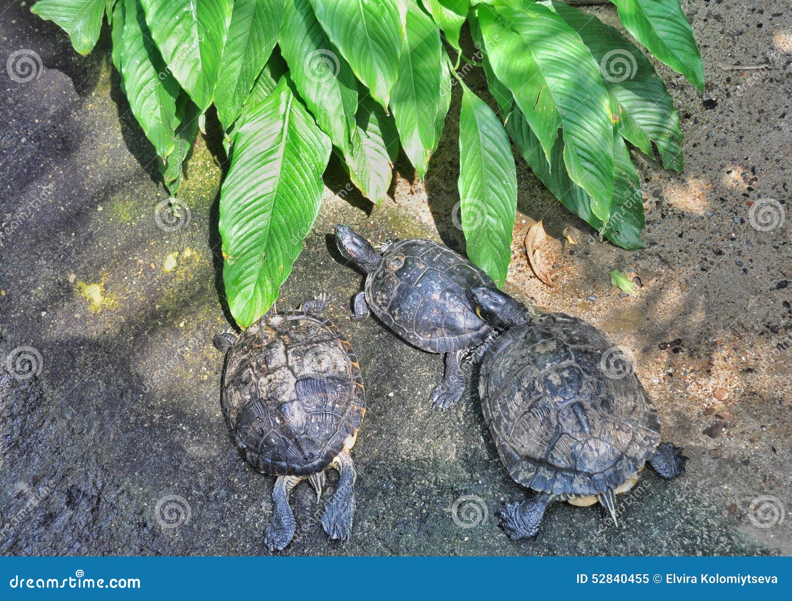 Three turtles stock image. Image of snaps, animals, rock - 52840455