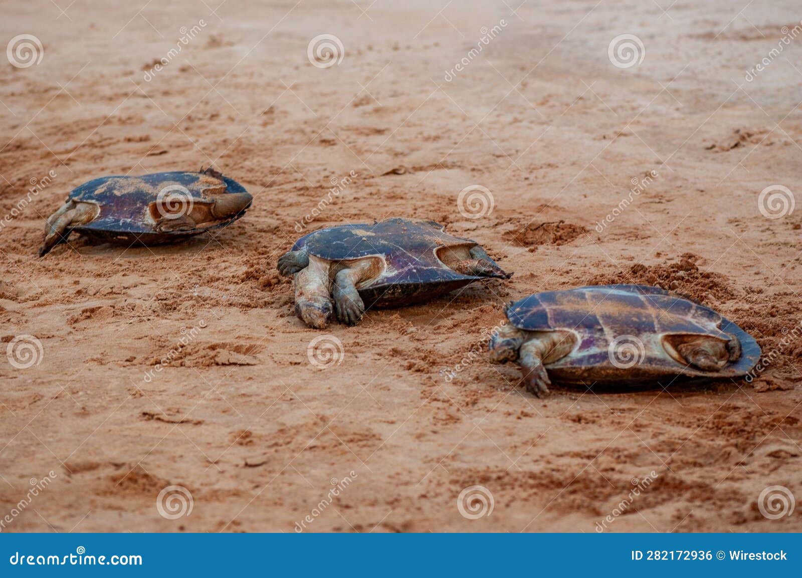Turtles Bask in the Sun on a Sandy Beach, Relaxing Together in a ...