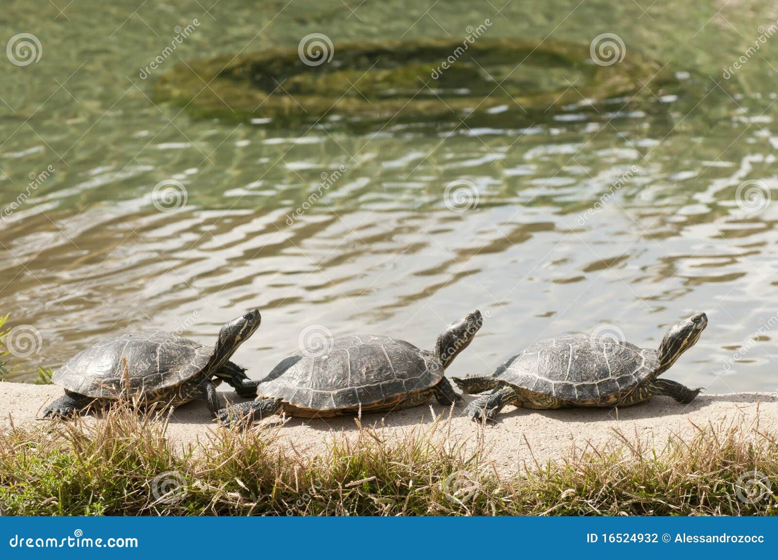 Three turtles basking stock photo. Image of three, nature - 16524932