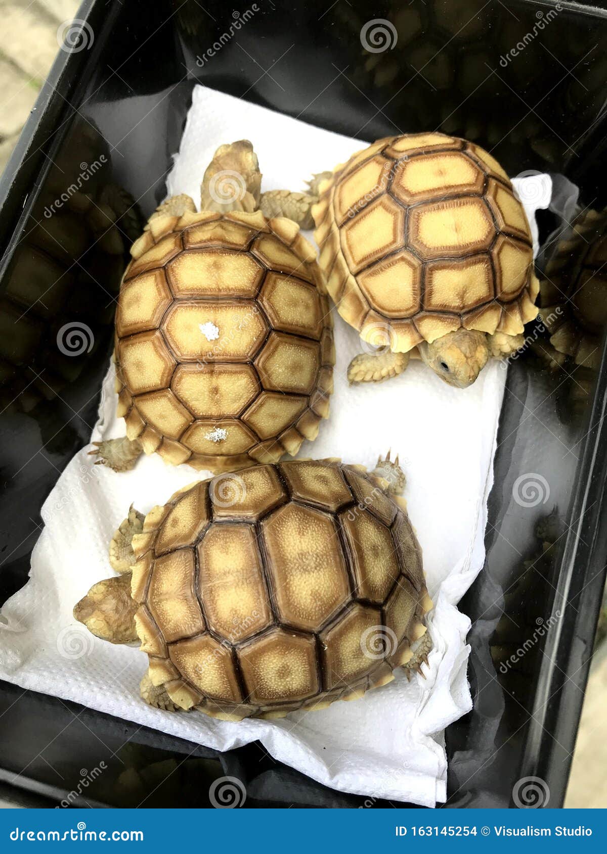 Three Turtles in a Clear Cube Box Stock Photo - Image of elephant, life ...