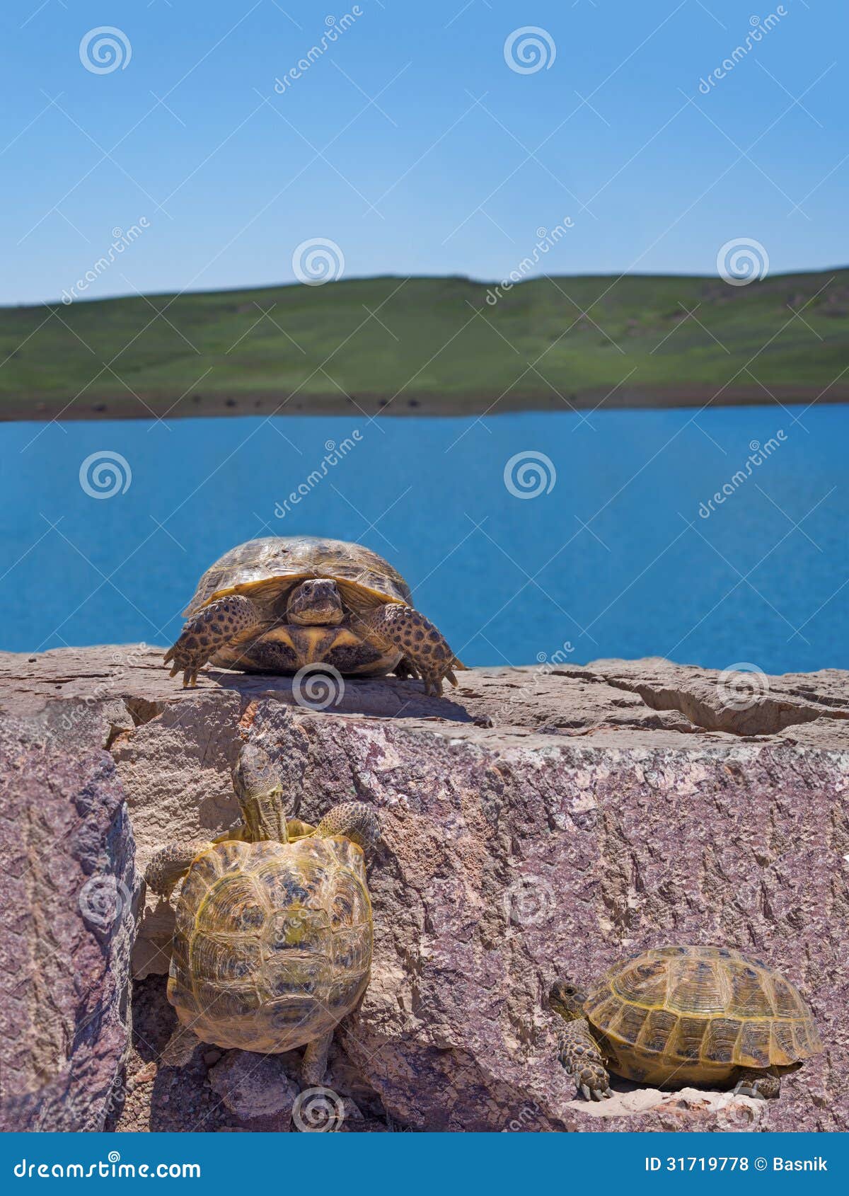 Three turtles stock photo. Image of looking, green, pets - 31719778