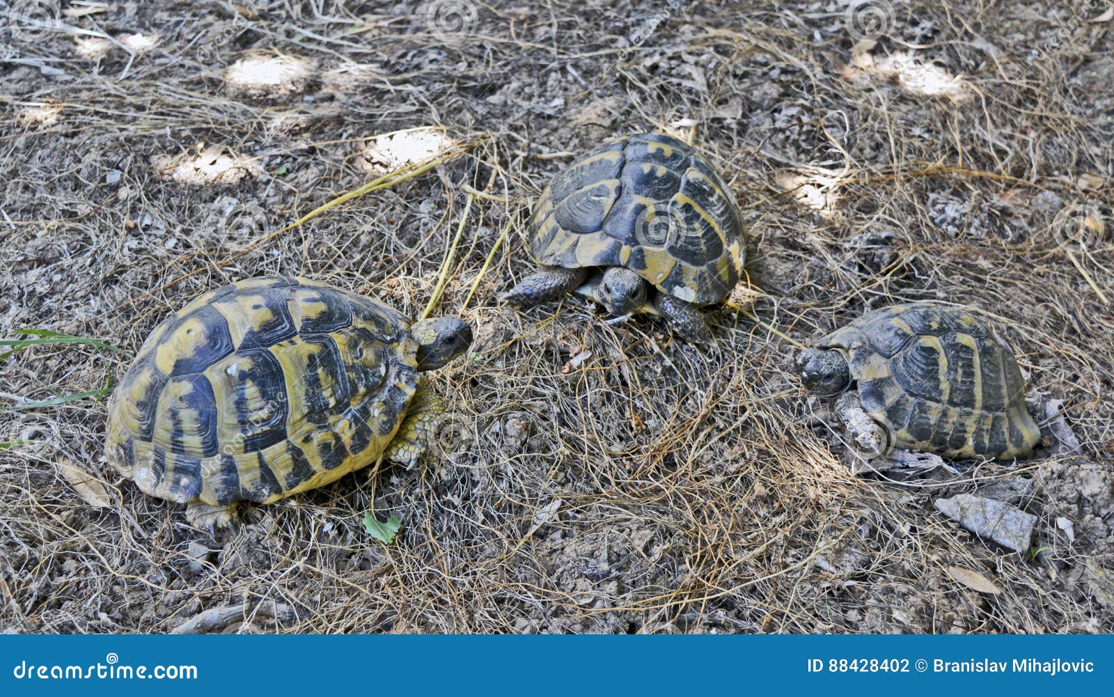 Three turtles stock photo. Image of animals, garden, armor - 88428402