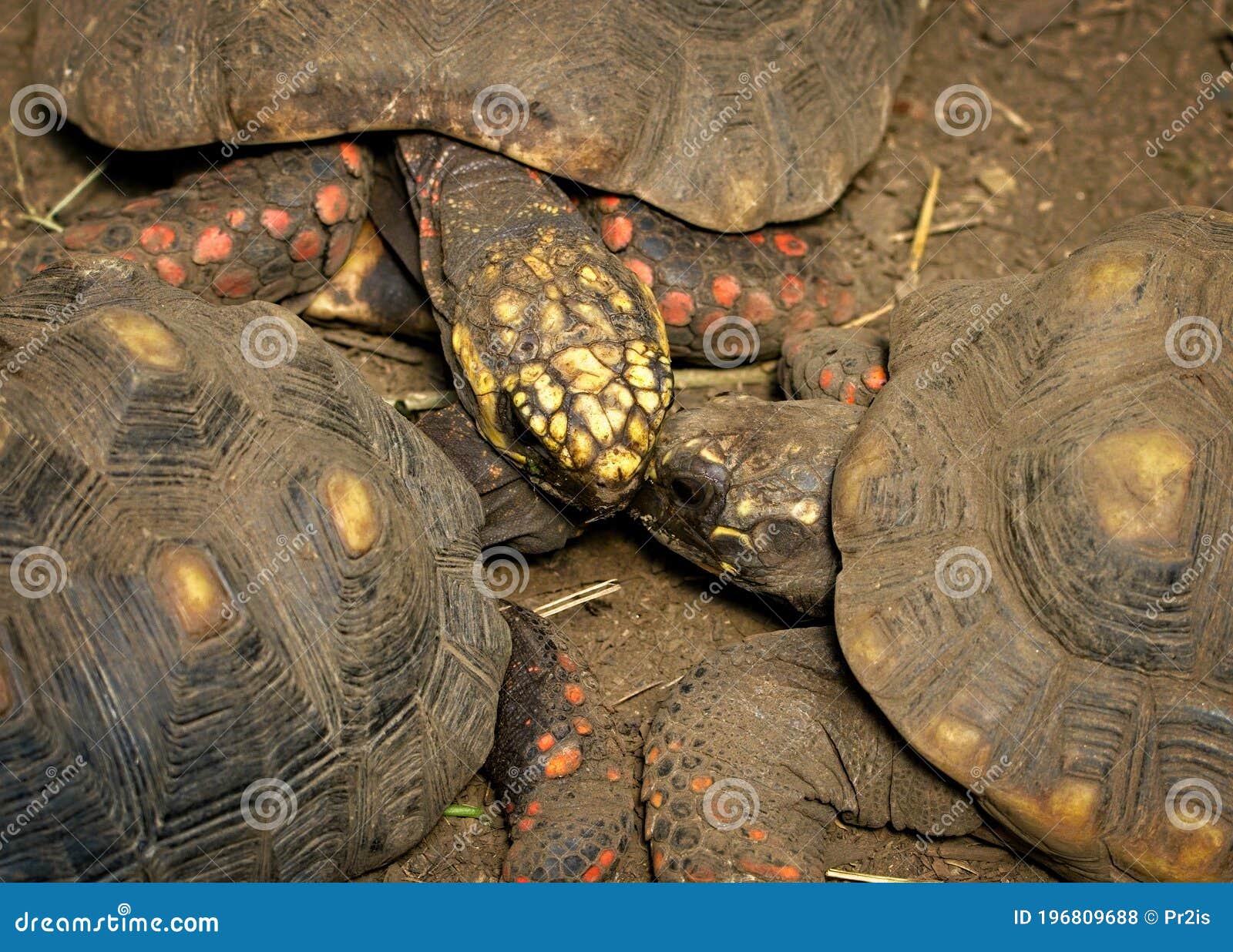 Three turtles stock photo. Image of slowly, closeup - 196809688