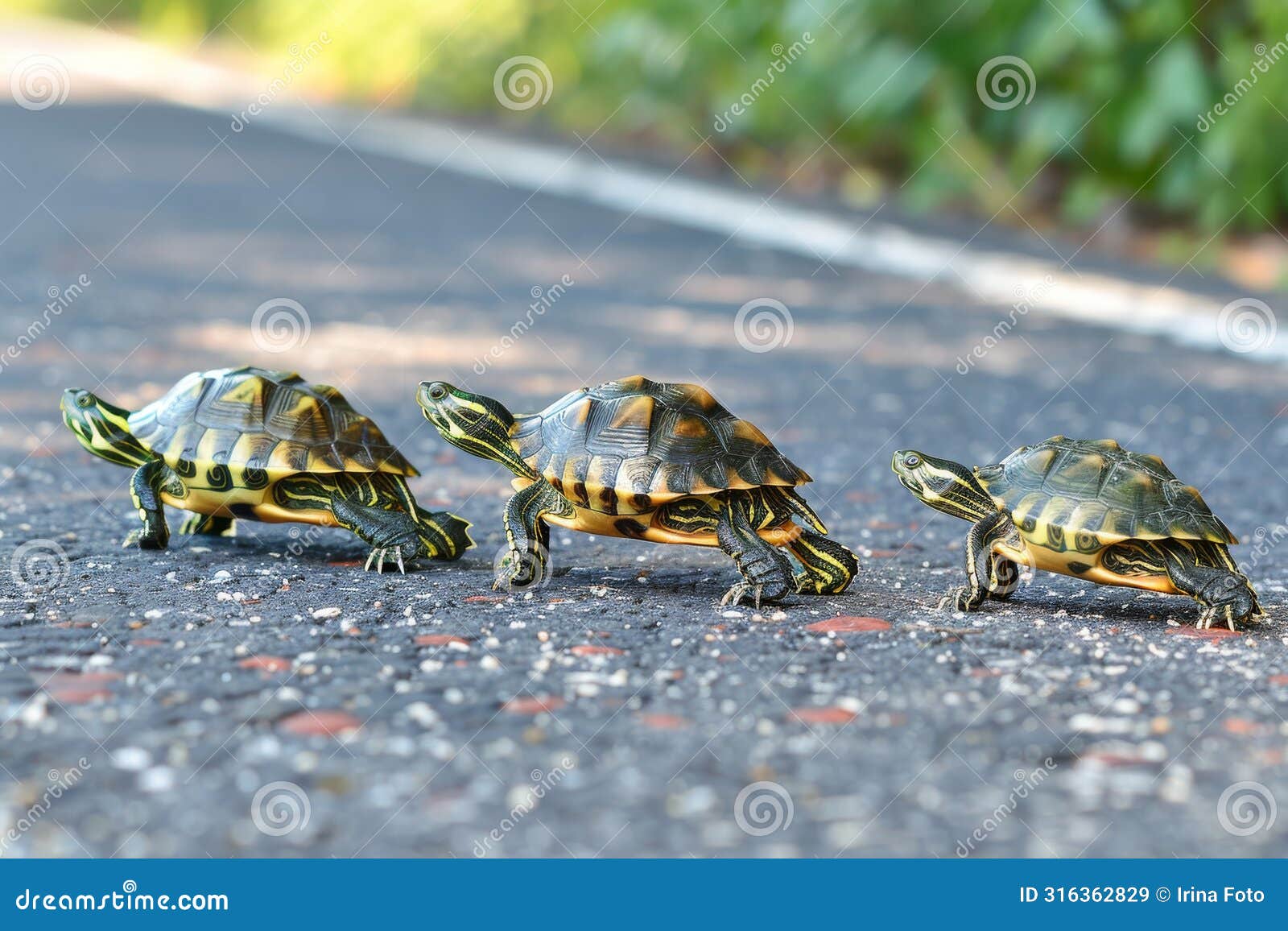 Three Turtles Racing on Asphalt Road. Stock Image - Image of movement ...