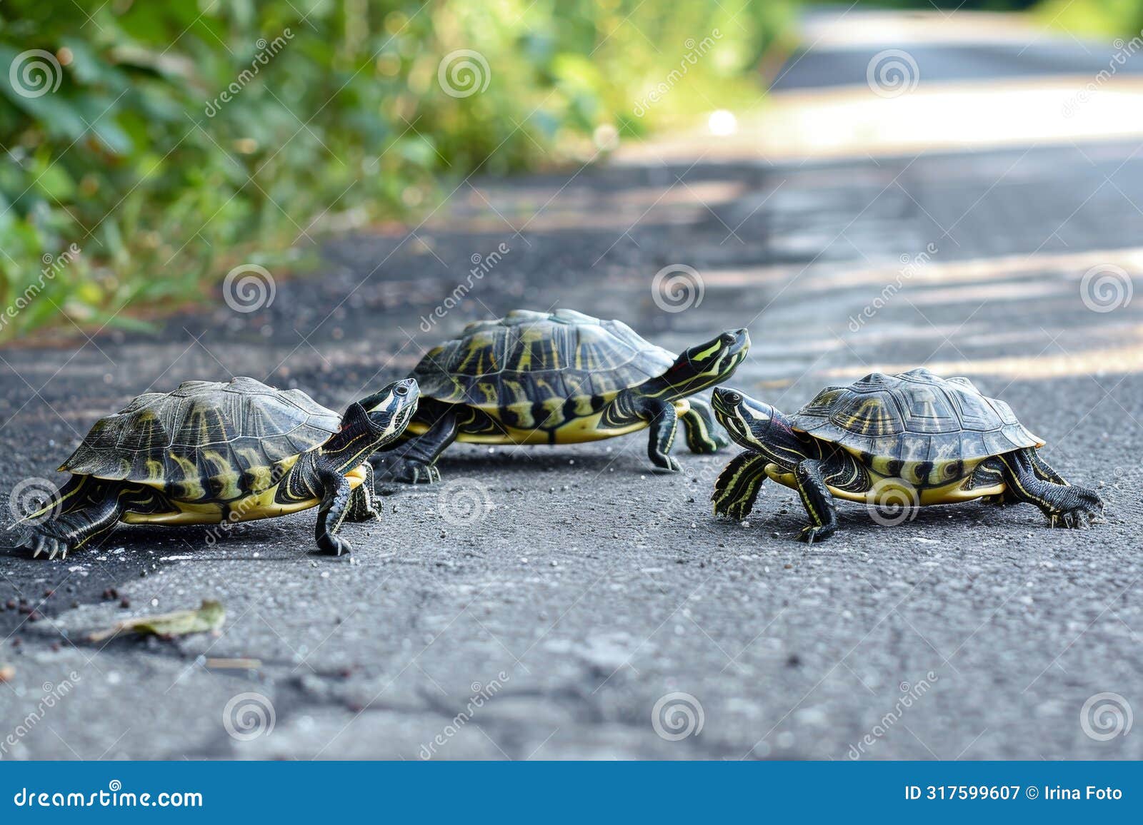 Three Turtles Racing on Asphalt Road. Stock Image - Image of slow ...