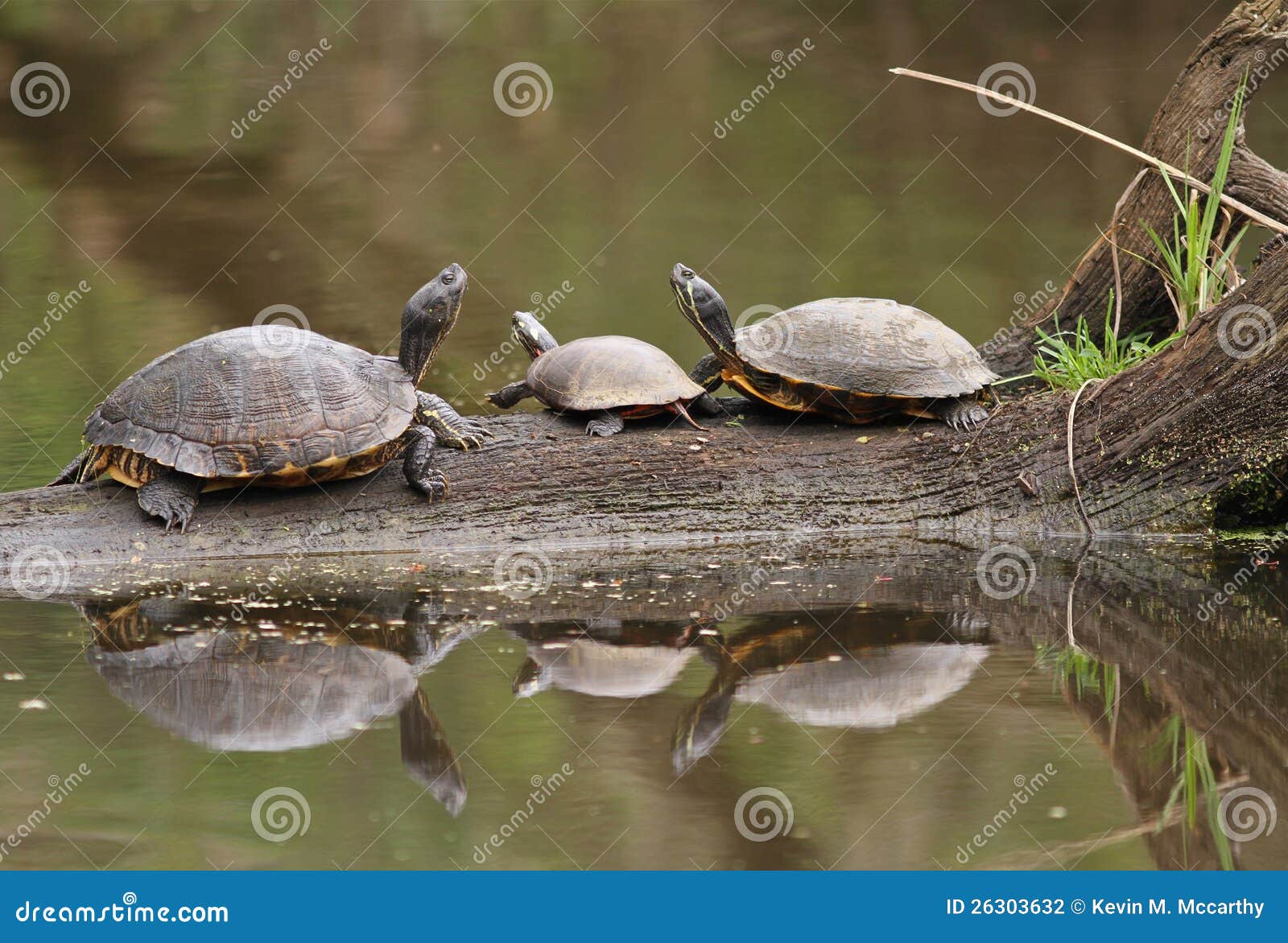 Three Turtles Reflected in Water Stock Photo - Image of carapace, picta ...