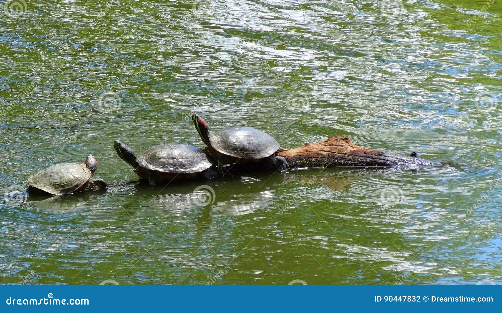 Turtles Sitting On Branch. Royalty-Free Stock Photography ...