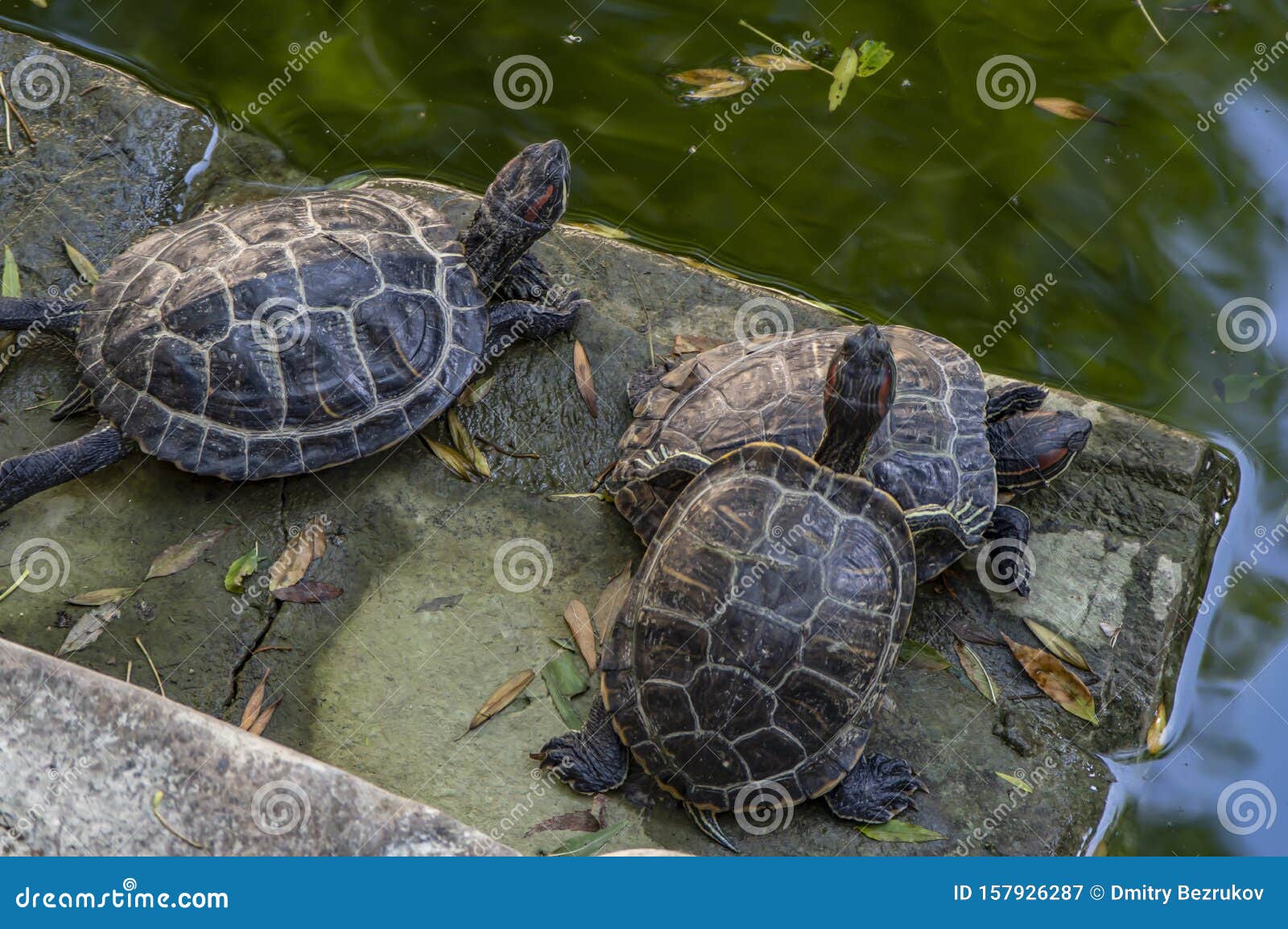 Three turtles on the stone stock image. Image of park - 157926287