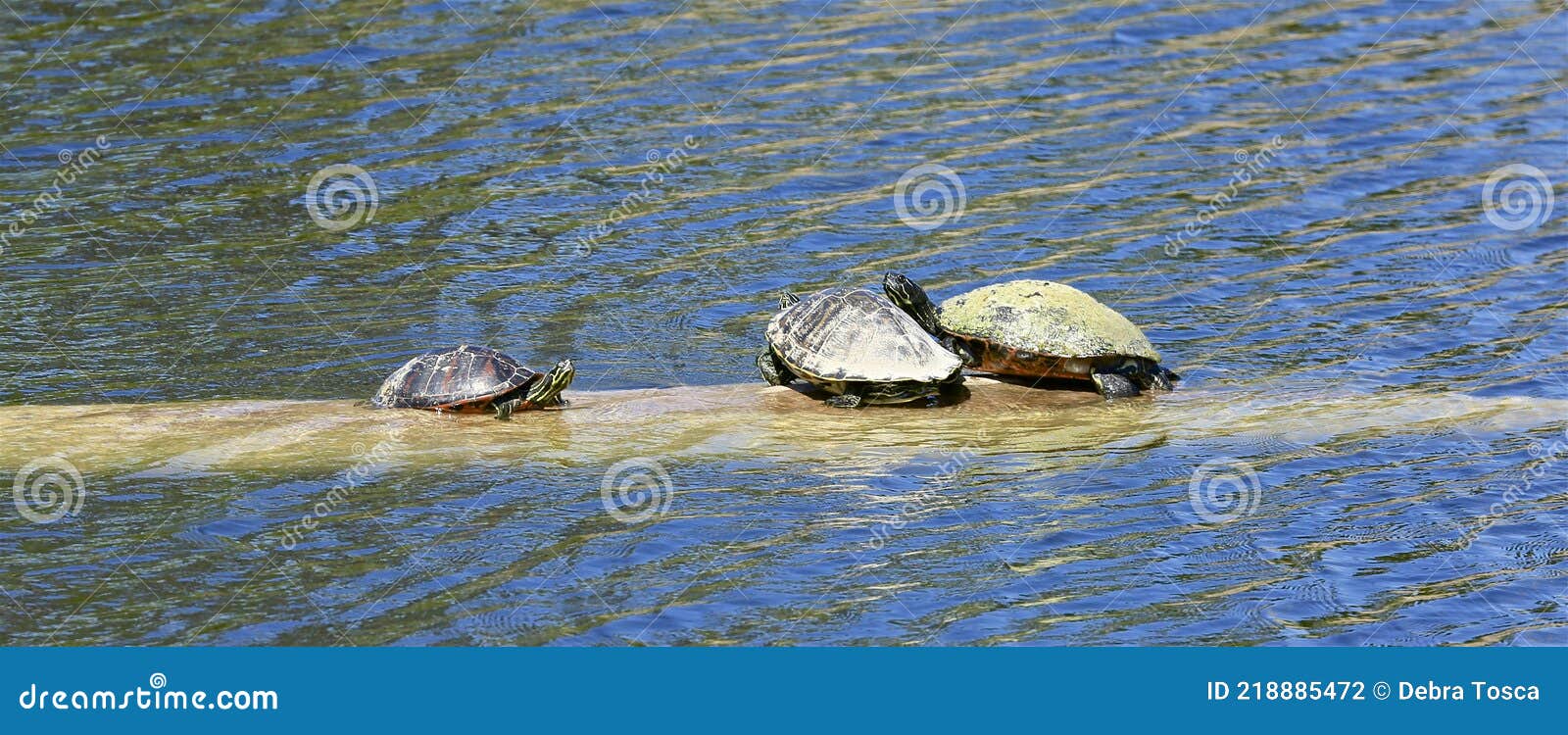 Turtles log lake Florida stock photo. Image of florida - 218885472