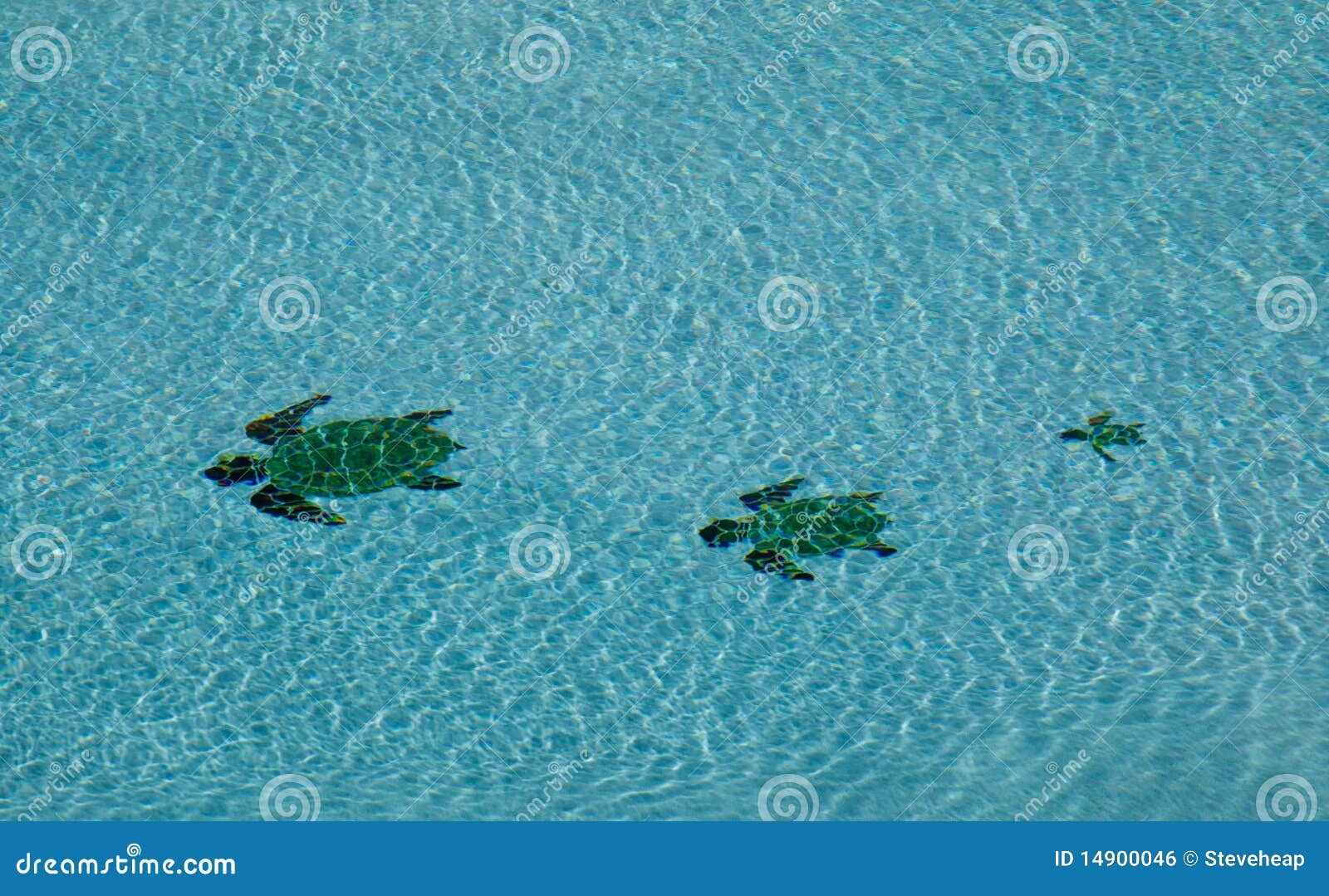 Three Turtles in Swimming Pool Stock Photo - Image of surface, home ...