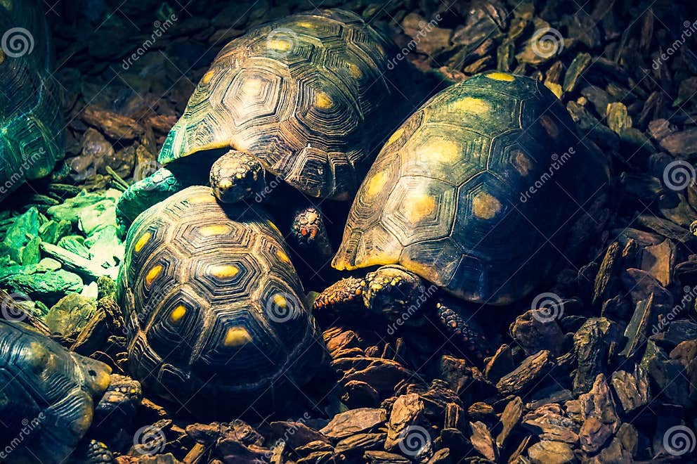 Three Turtles - View from the Above Stock Image - Image of tortoise ...