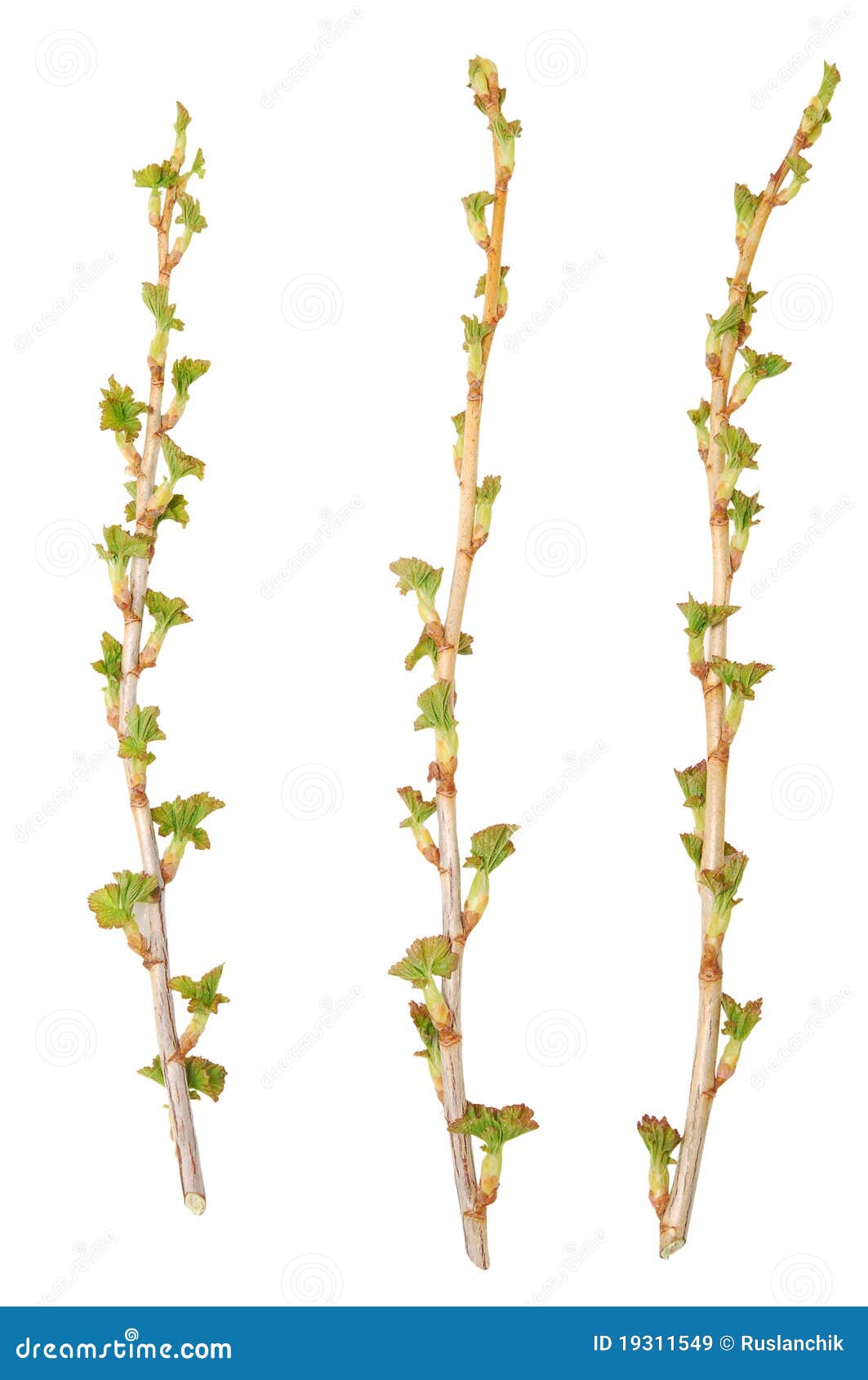 Three twigs stock image. Image of budding, growing, outdoor - 19311549