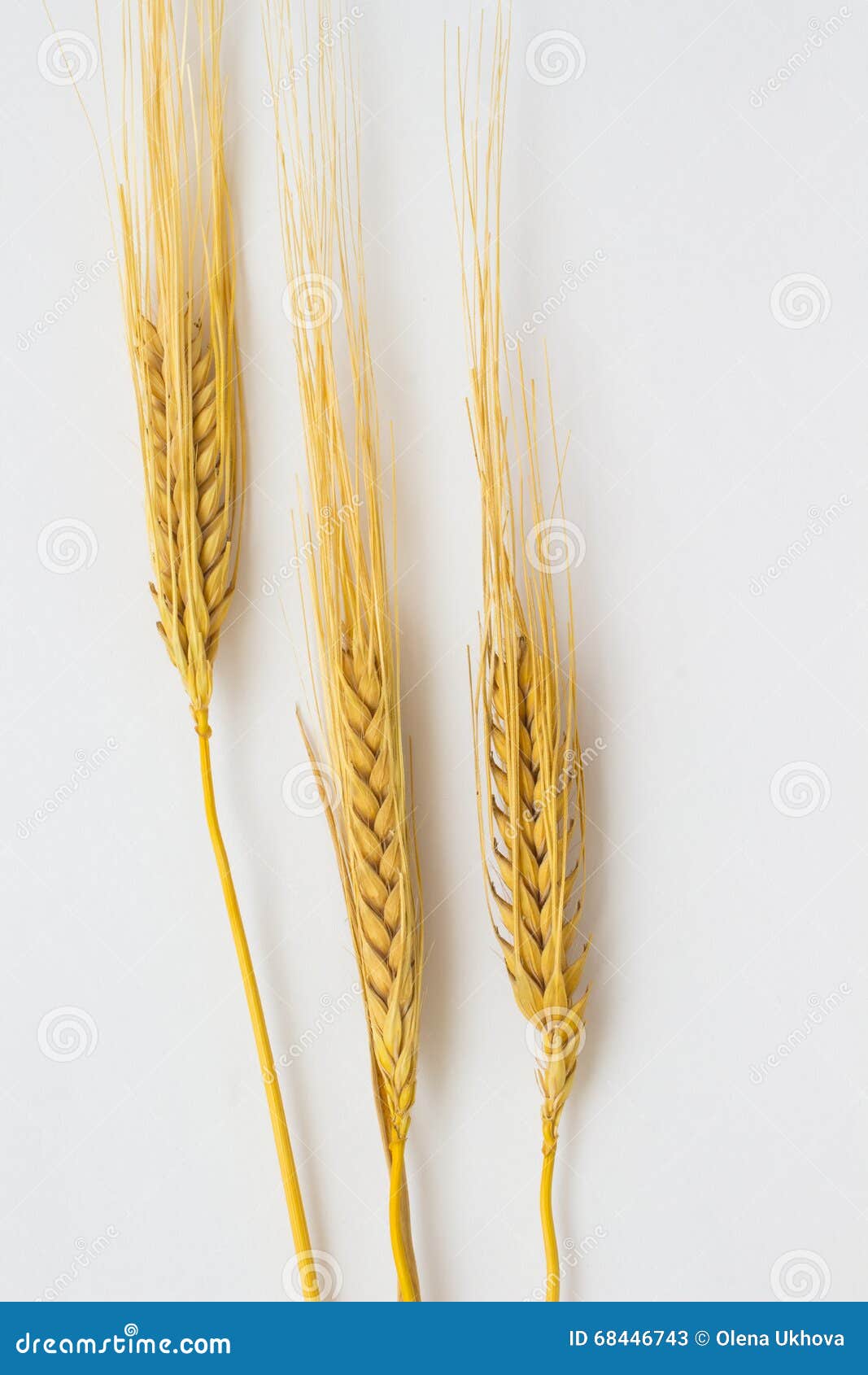 Three Twigs of Barley on a White Stock Image - Image of bread, sack ...