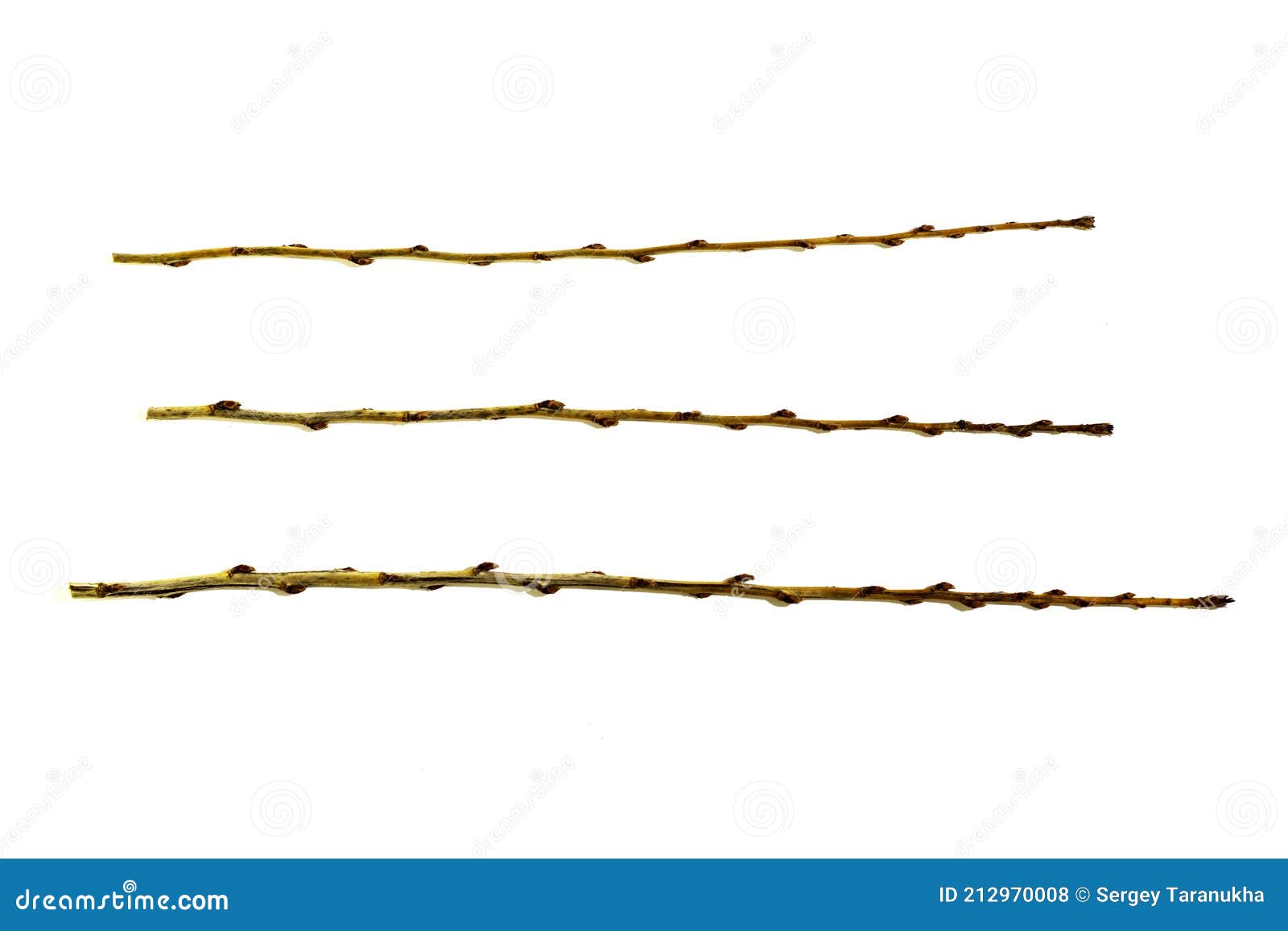 Three Twigs with Buds on a White Background Stock Photo - Image of leaf ...
