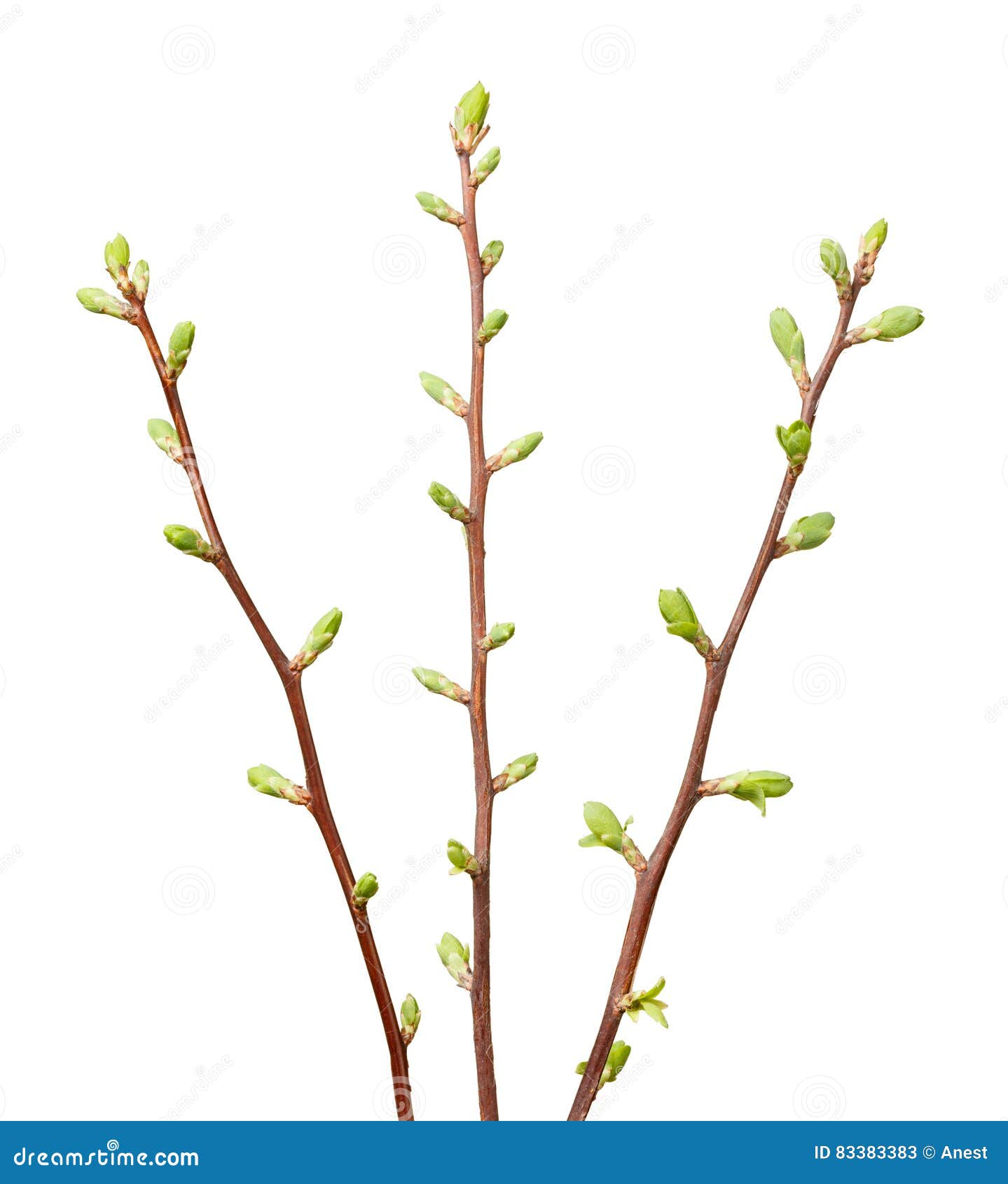 Three twigs stock image. Image of germinate, season, delicate - 83383383