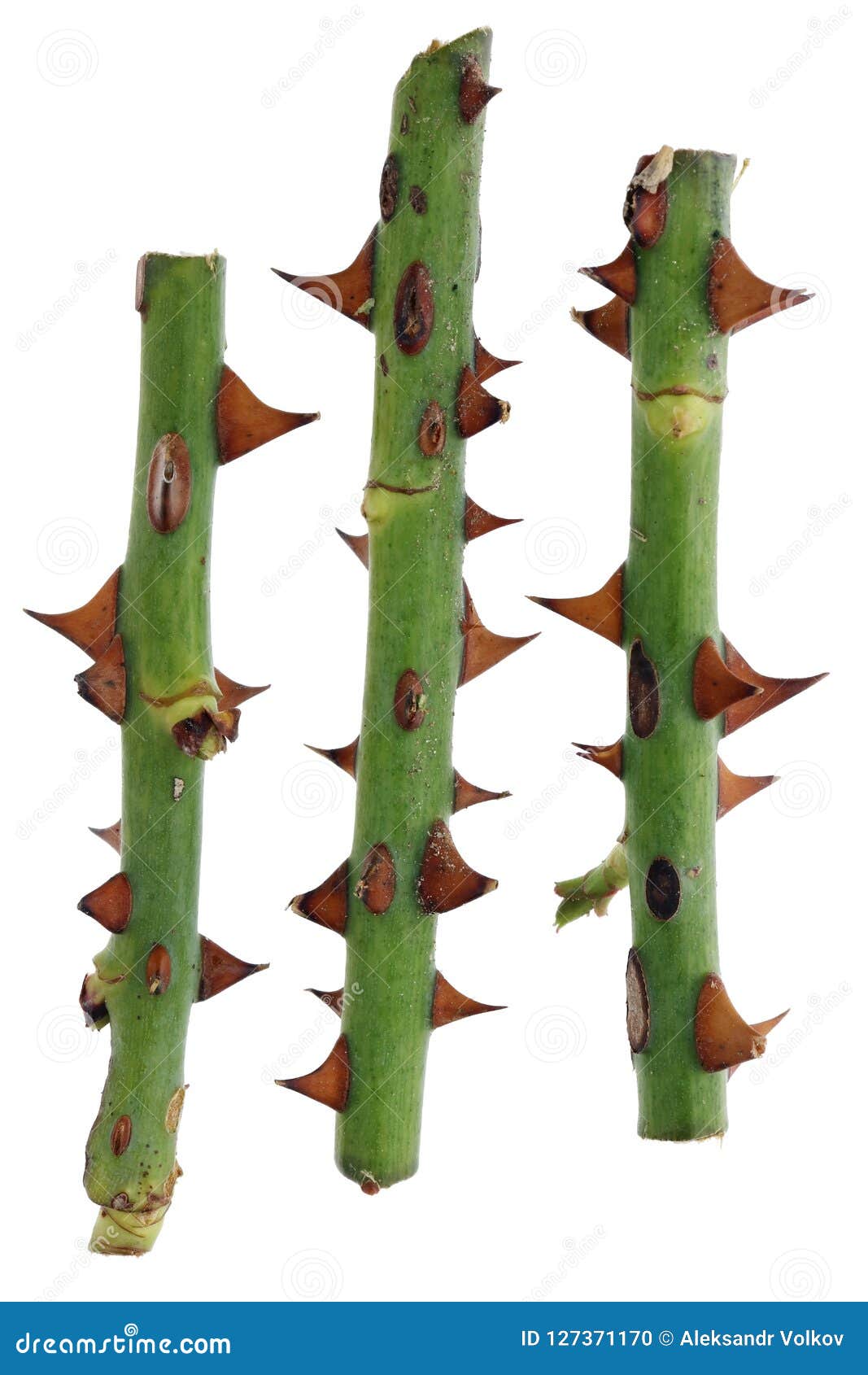 Three Twigs Real Stem of a Rose with Large Sharp Spikes. Isolate Stock ...