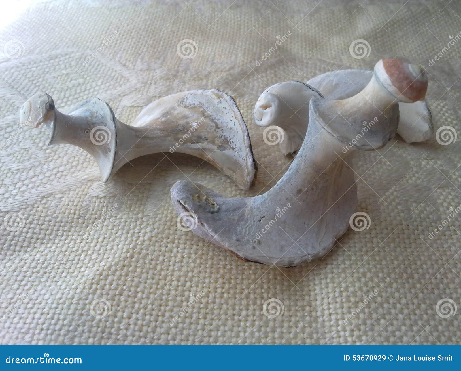 Three Twisted Shells. stock image. Image of decorative - 53670929