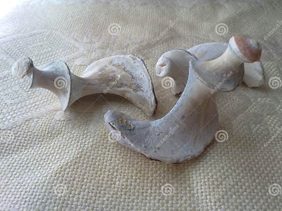 Three Twisted Shells. stock image. Image of decorative - 53670929