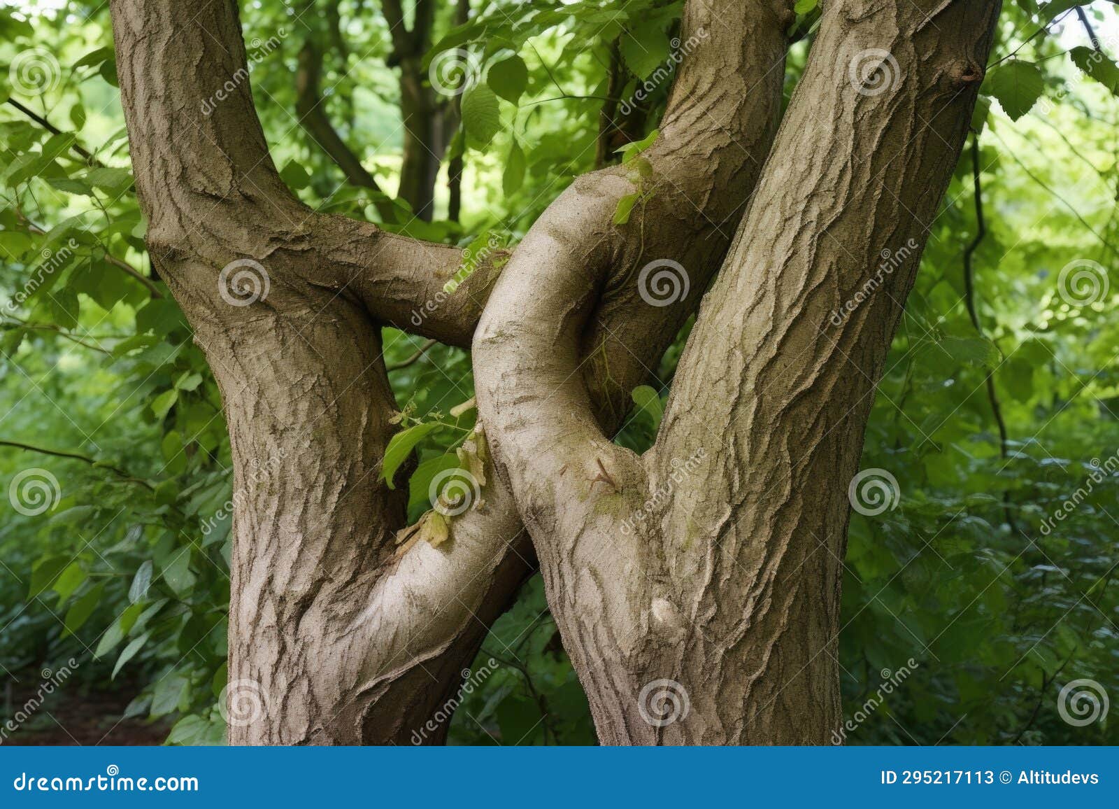 Three Twisted Tree Trunks Intertwined Together Stock Image - Image of ...