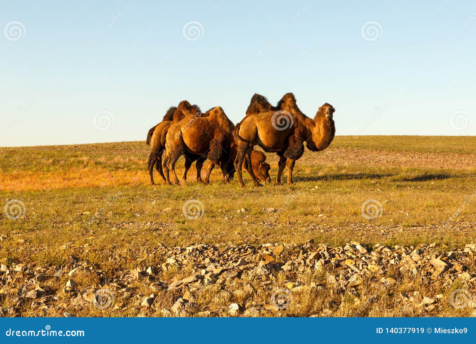 Three two-humped camels stock image. Image of desolate - 140377919