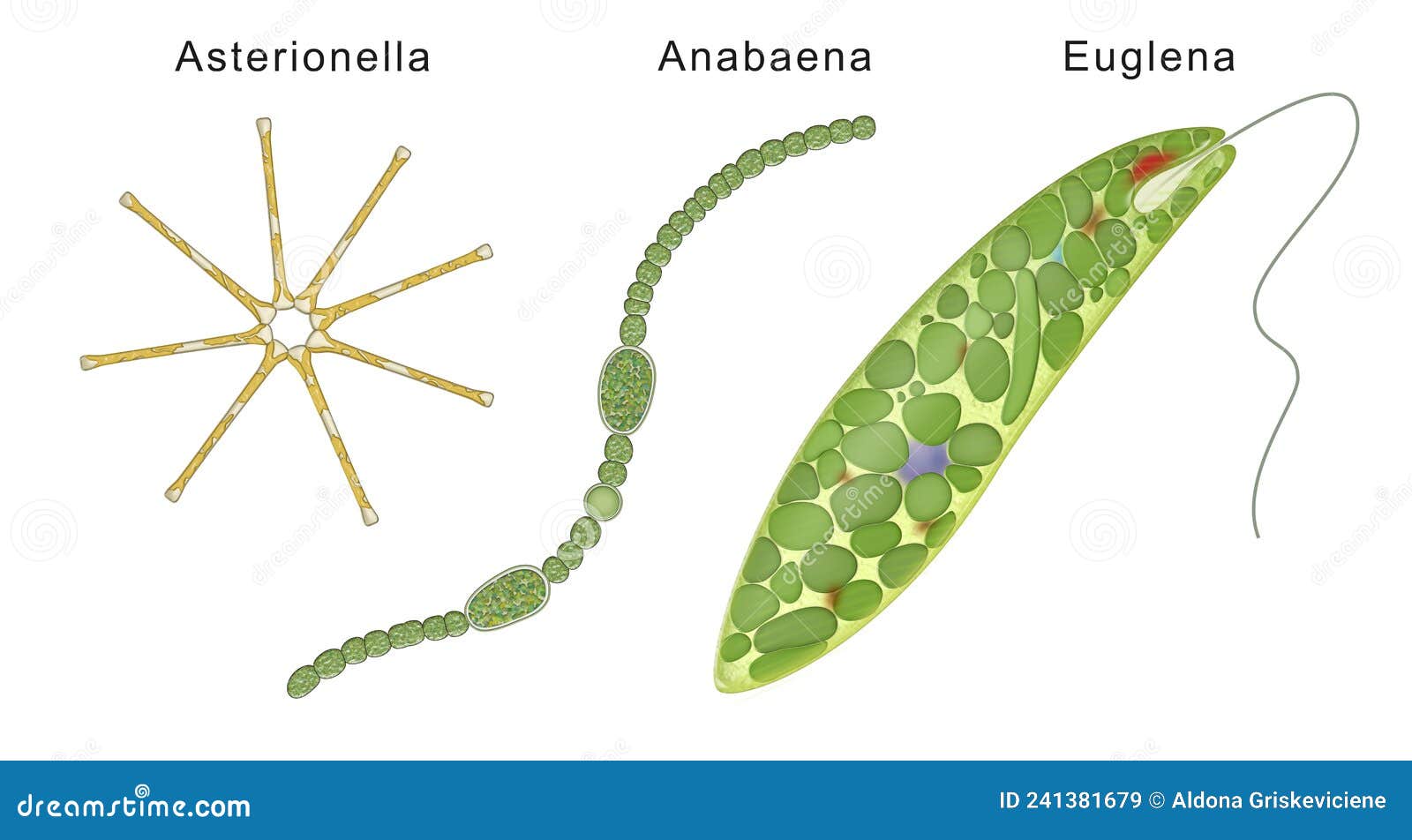Three Types of Algae: Asterionella, Anabaena, Euglena Stock Image ...