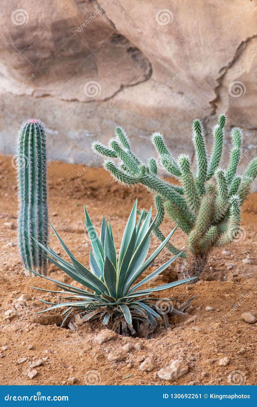 Three Types of Cacti in the Desert Sand Stock Image - Image of types ...