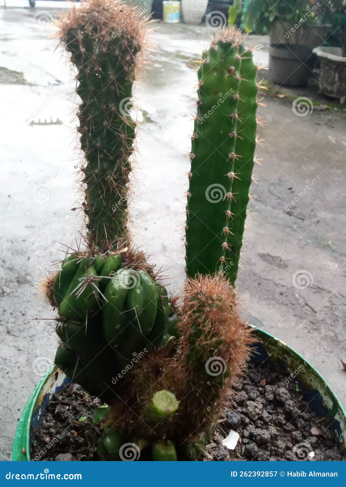 Three Types of Cacti in One Tree Stock Image - Image of cacti, types ...