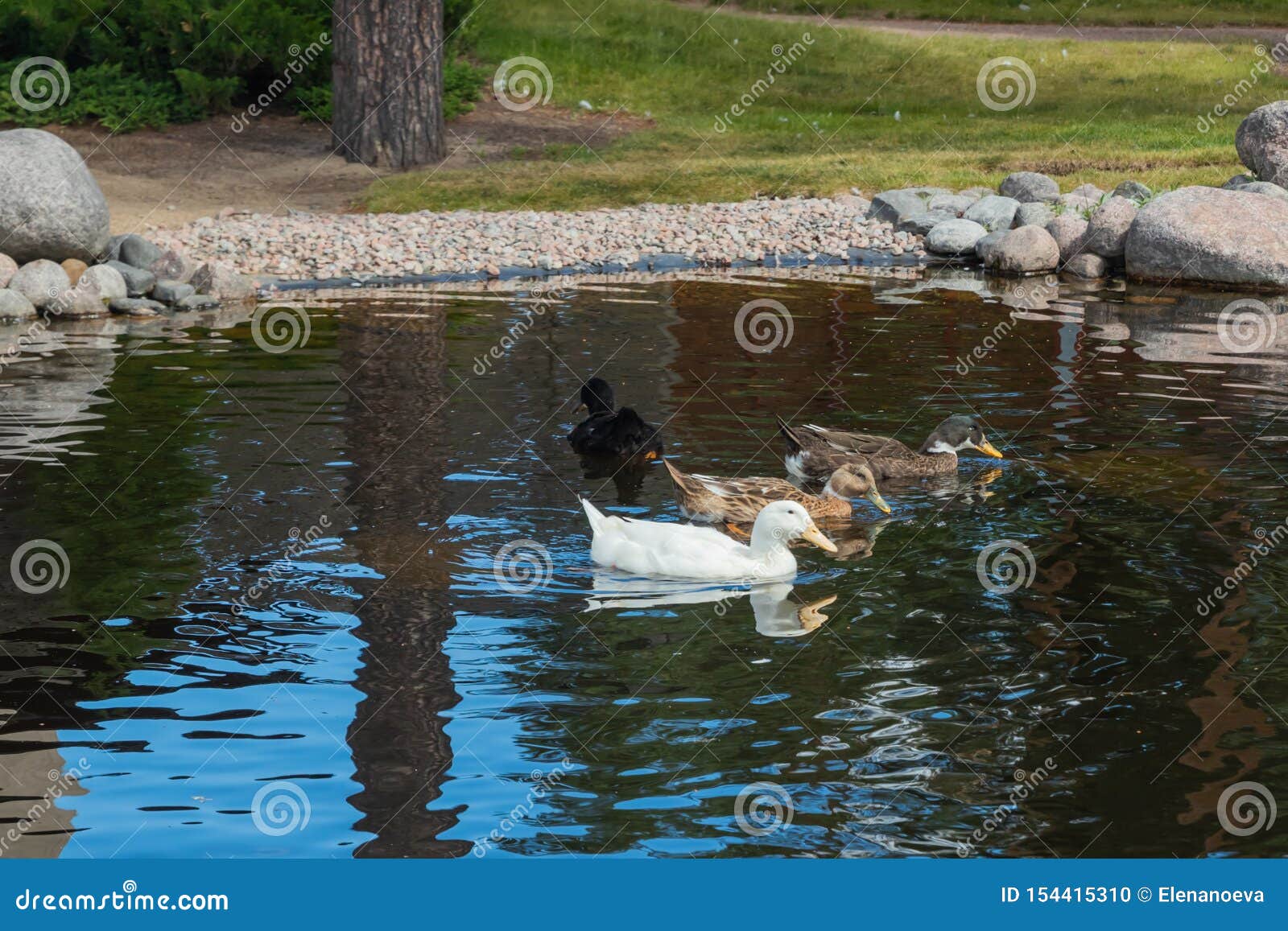 Three Types of Ducks Walk by the Pond. White, Black, Brown Duck Stock ...
