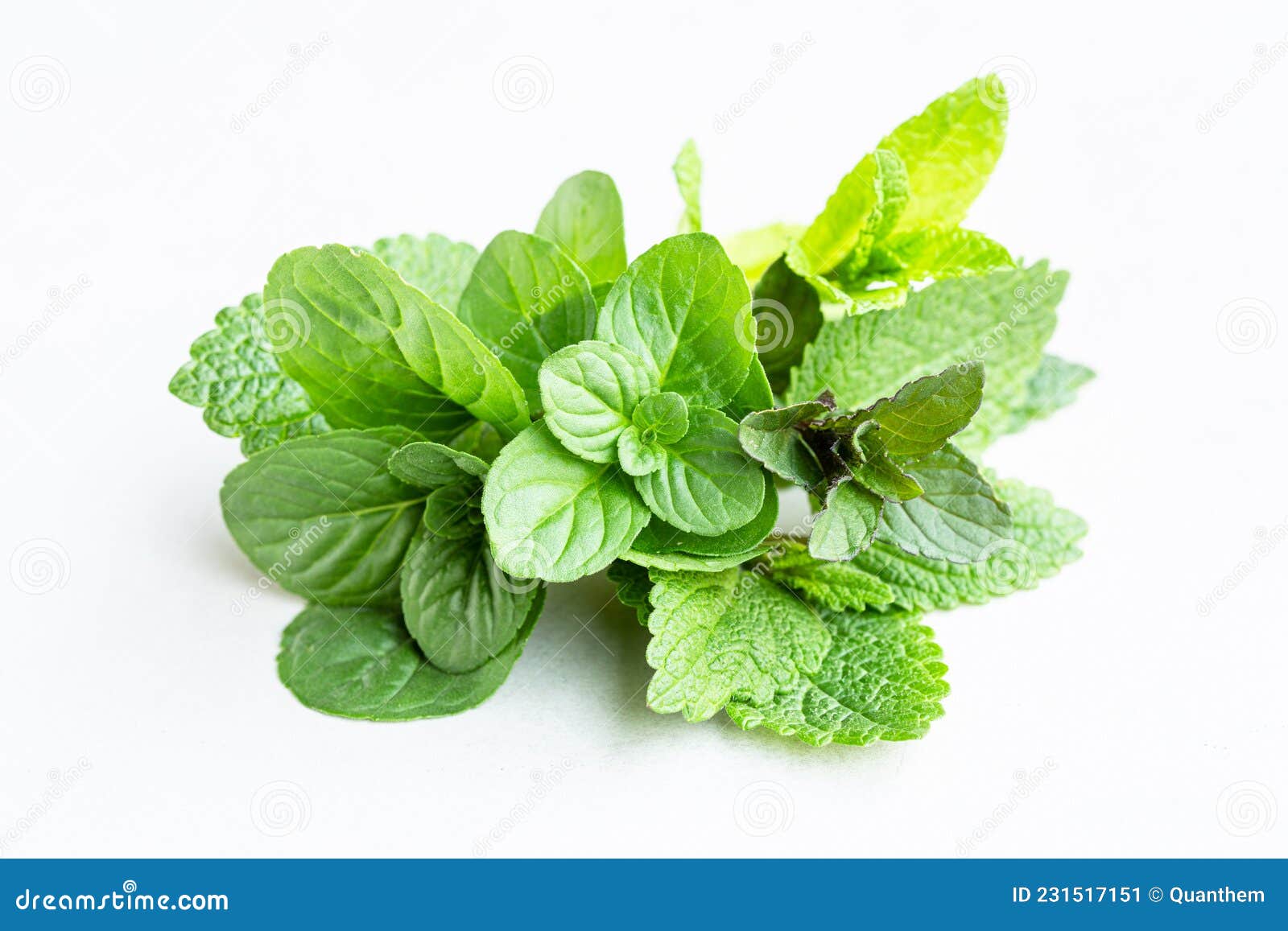Three Types of Fresh Mint Leaves Stock Image - Image of balm, herbal ...